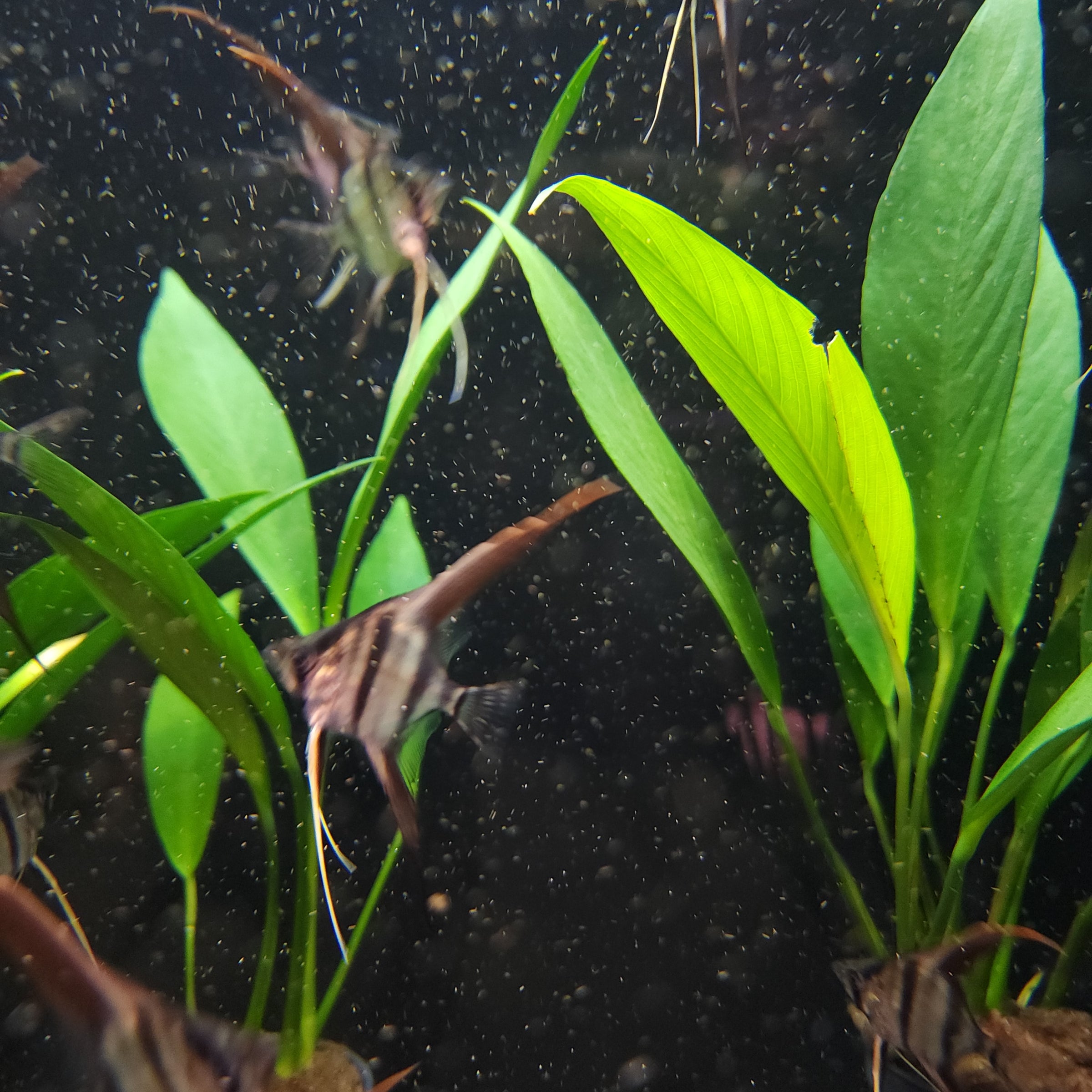 Tank Raised Rio Atabapo F2 Altum Angelfish for sale online ...