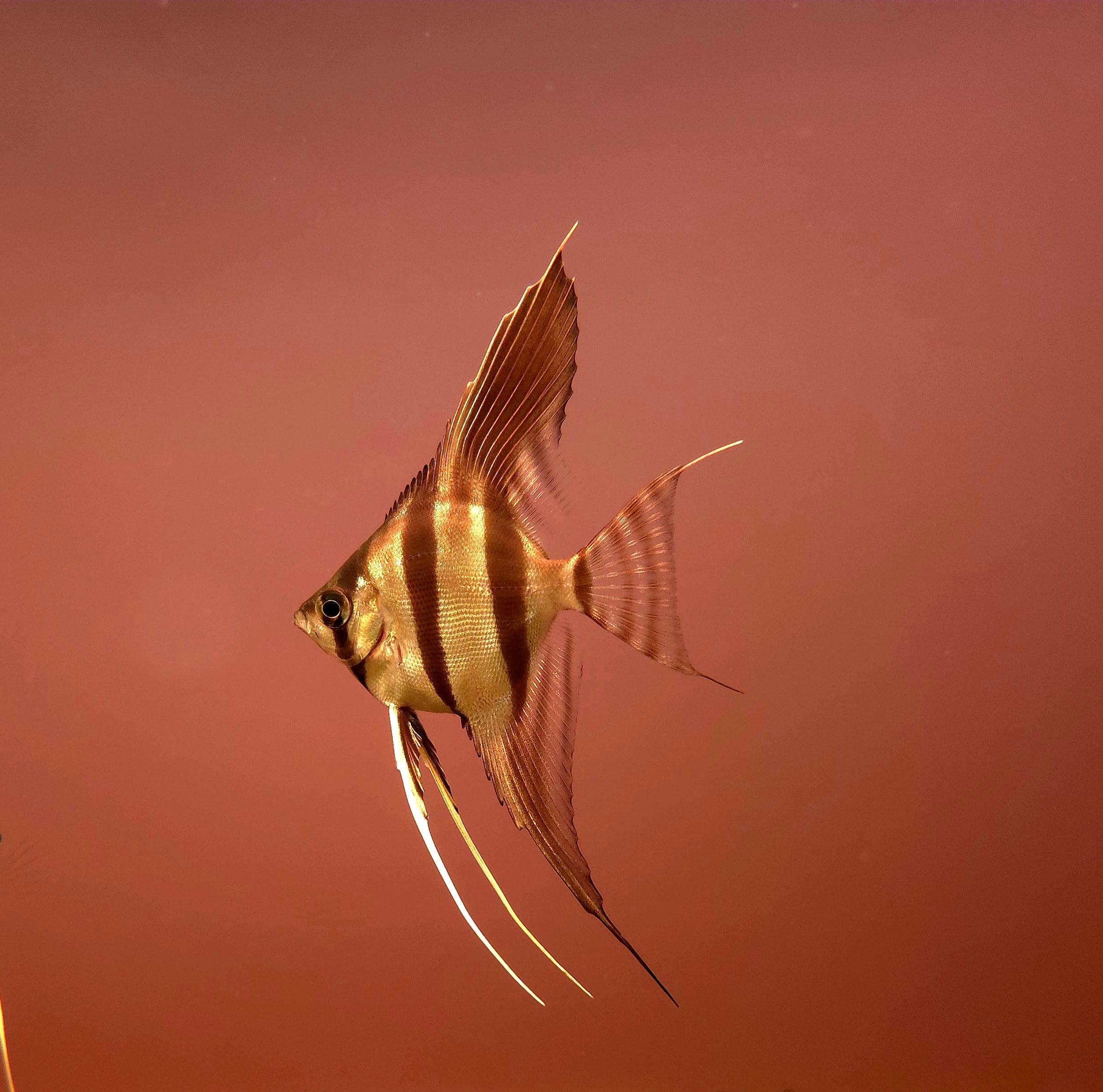 Captive Bred Rio Atabapo Pterophyllum Altum Angelfish For Sale Online ...