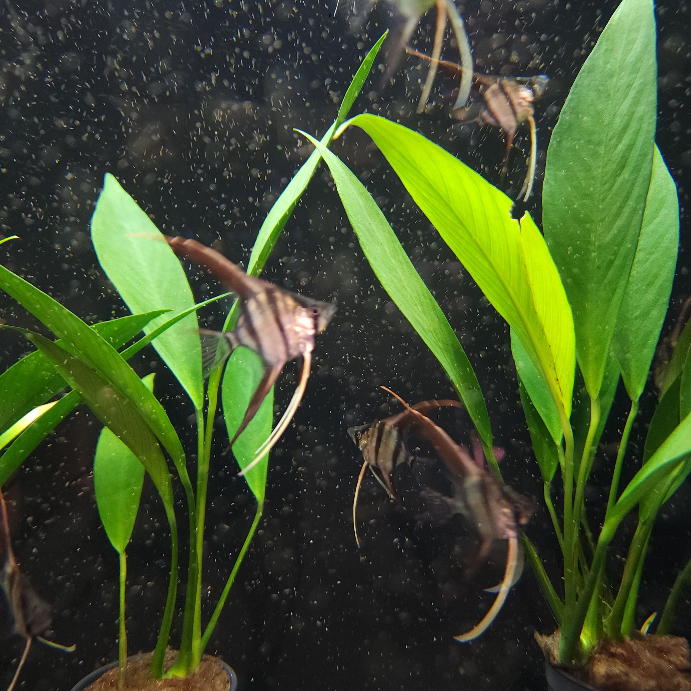 Tank Raised Rio Atabapo F2 Altum Angelfish for sale online ...