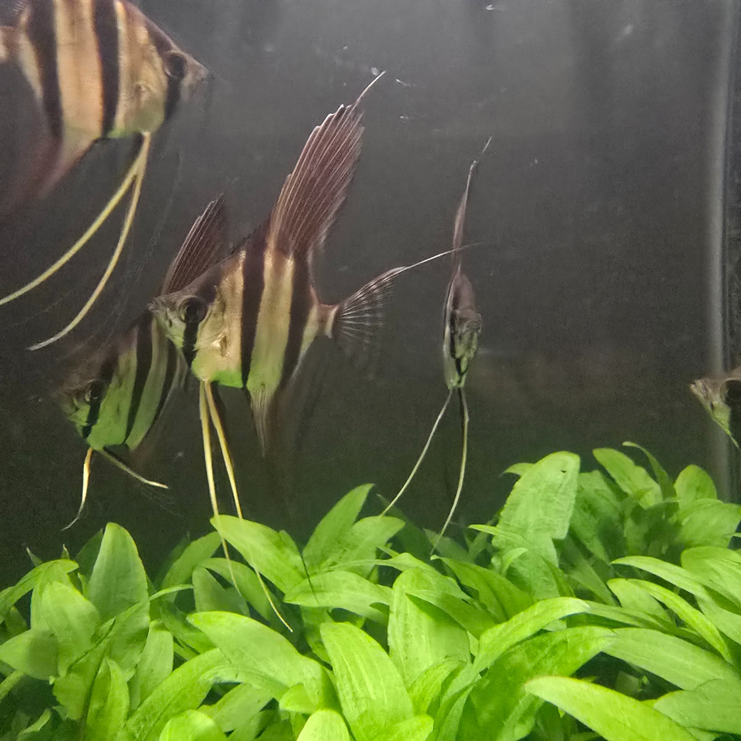 Tank Raised Rio Atabapo F2 Altum Angelfish for sale online ...