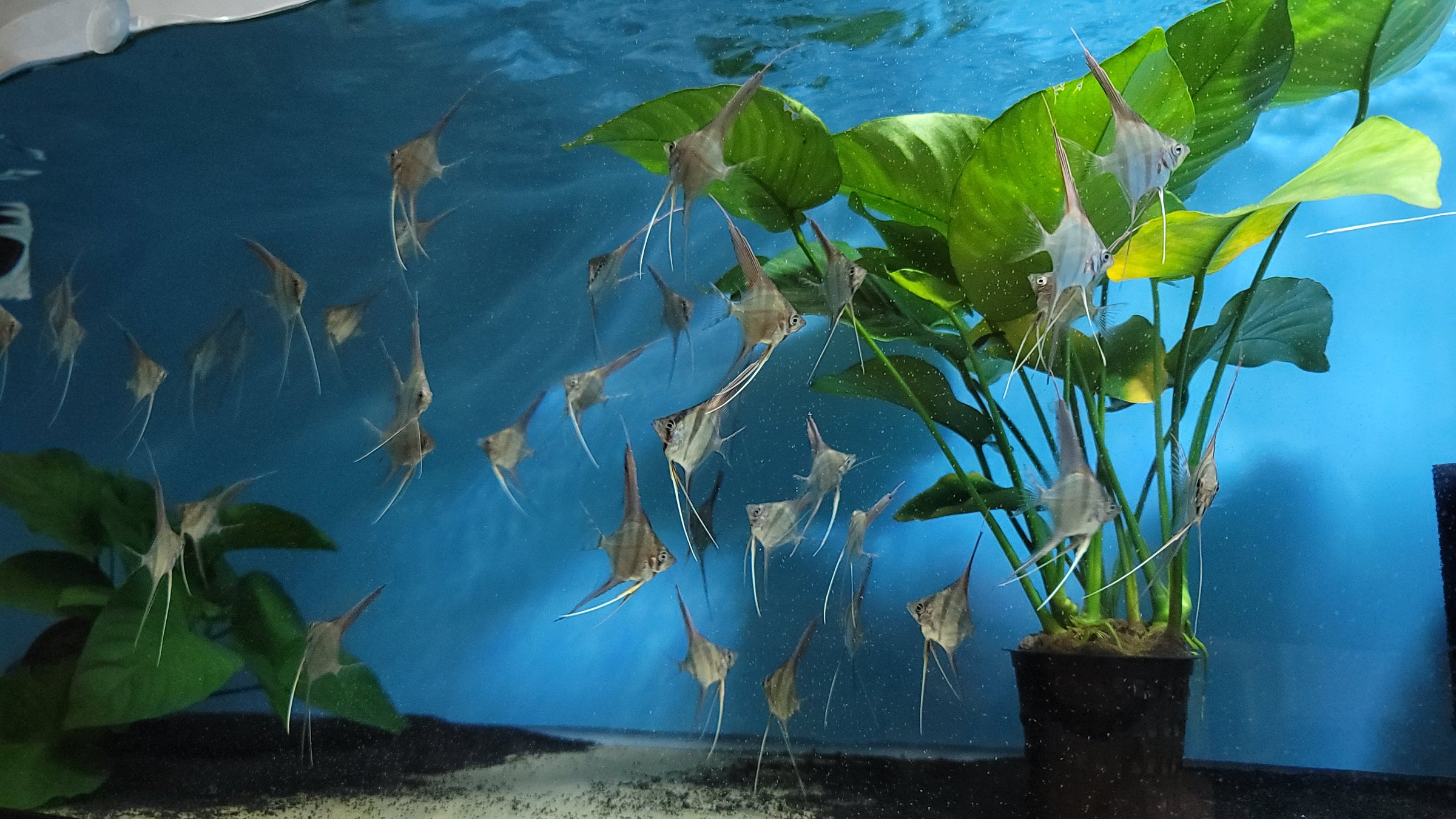 Tank Raised Rio Atabapo F1 Altum Angelfish for sale online ...