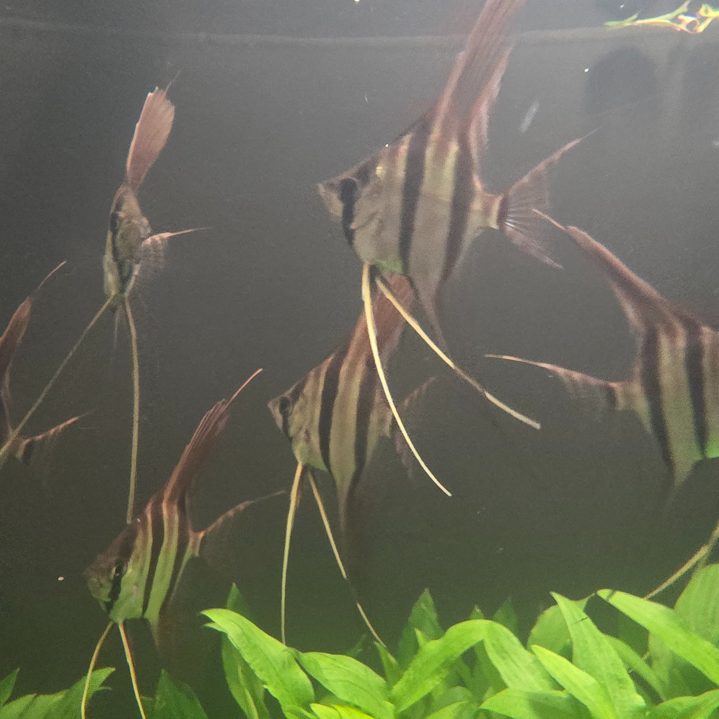 Tank Raised Rio Atabapo F2 Altum Angelfish for sale online ...