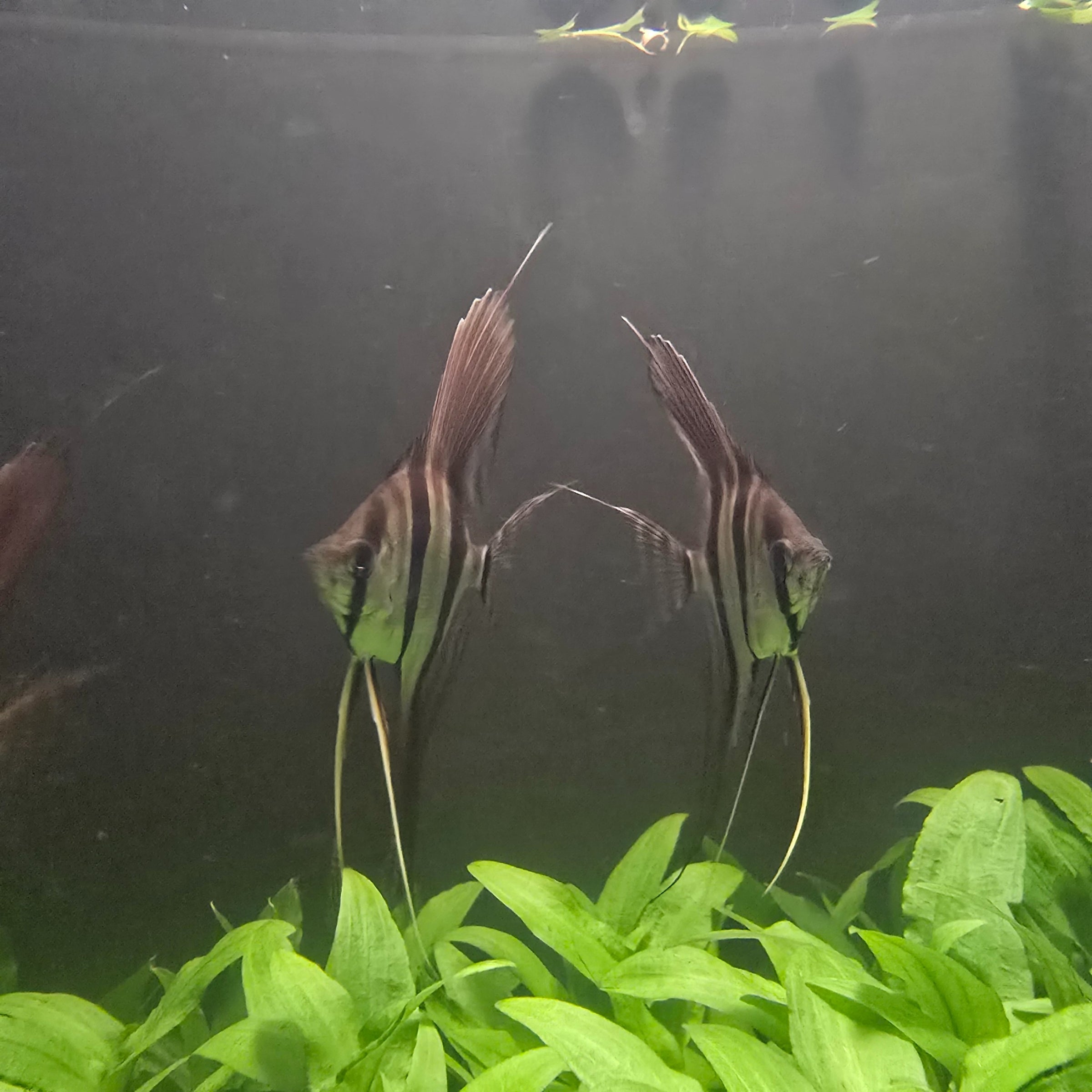 Tank Raised Rio Atabapo F2 Altum Angelfish for sale online ...