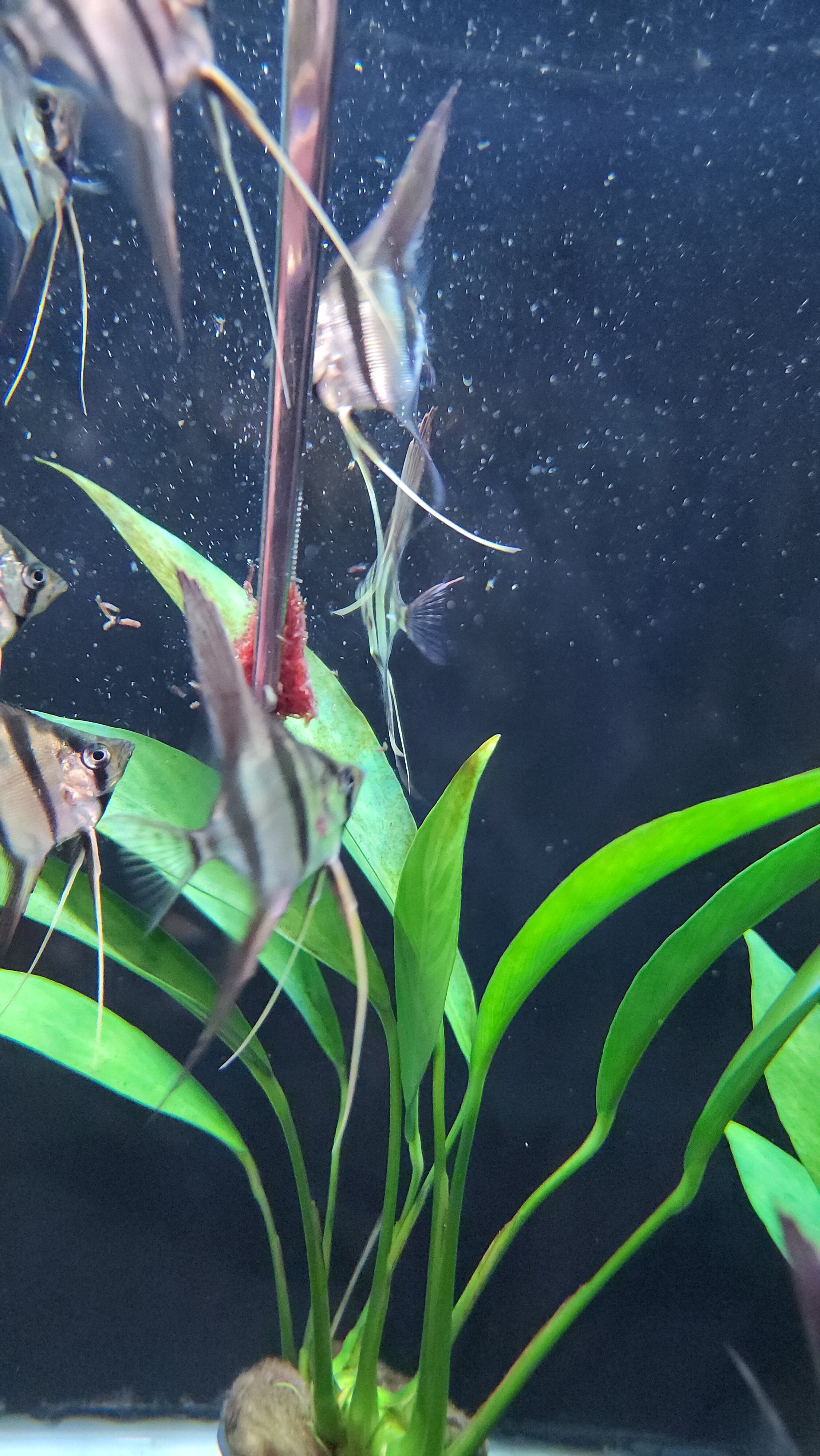 Tank Raised Rio Atabapo F2 Altum Angelfish for sale online ...