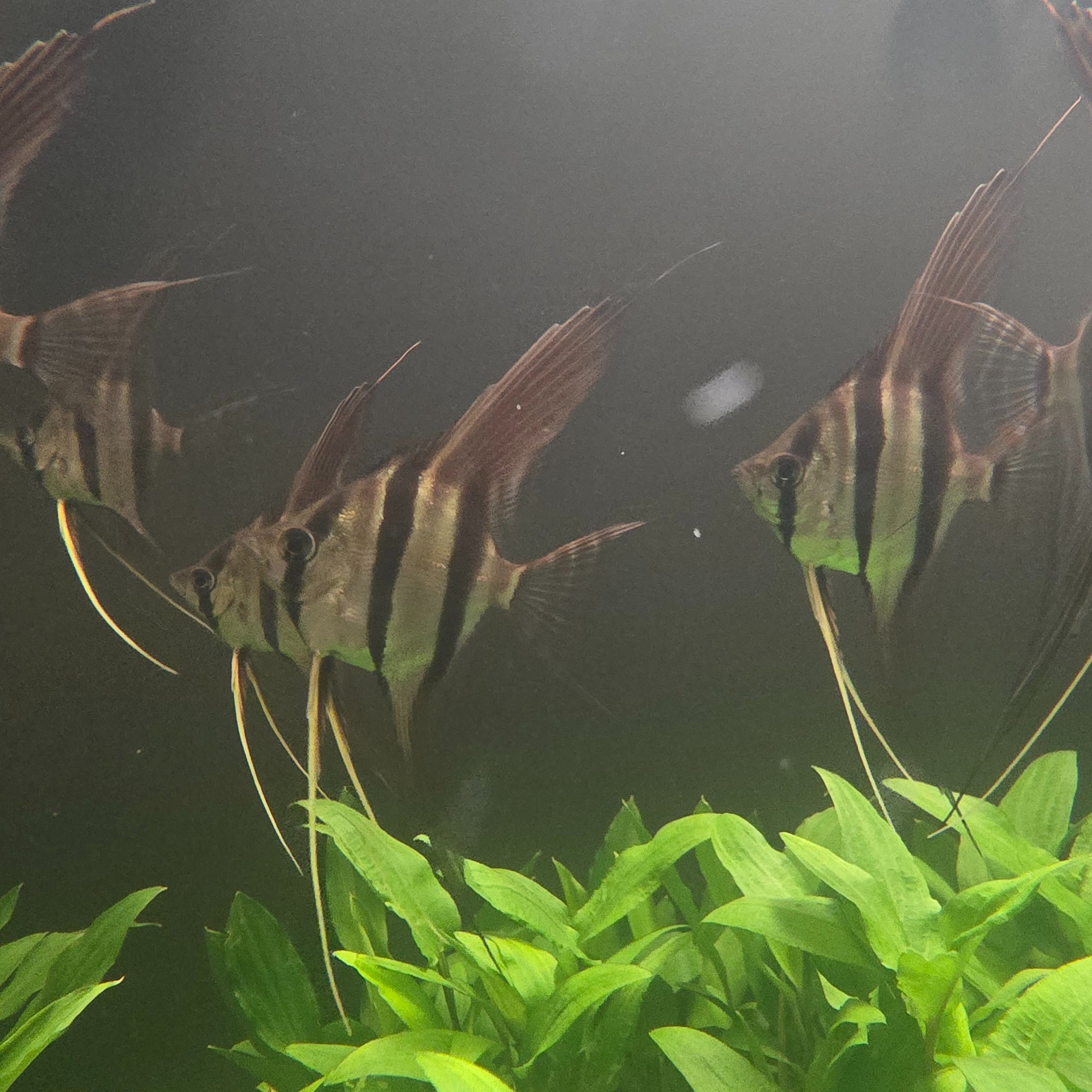 Tank Raised Rio Atabapo F2 Altum Angelfish for sale online ...
