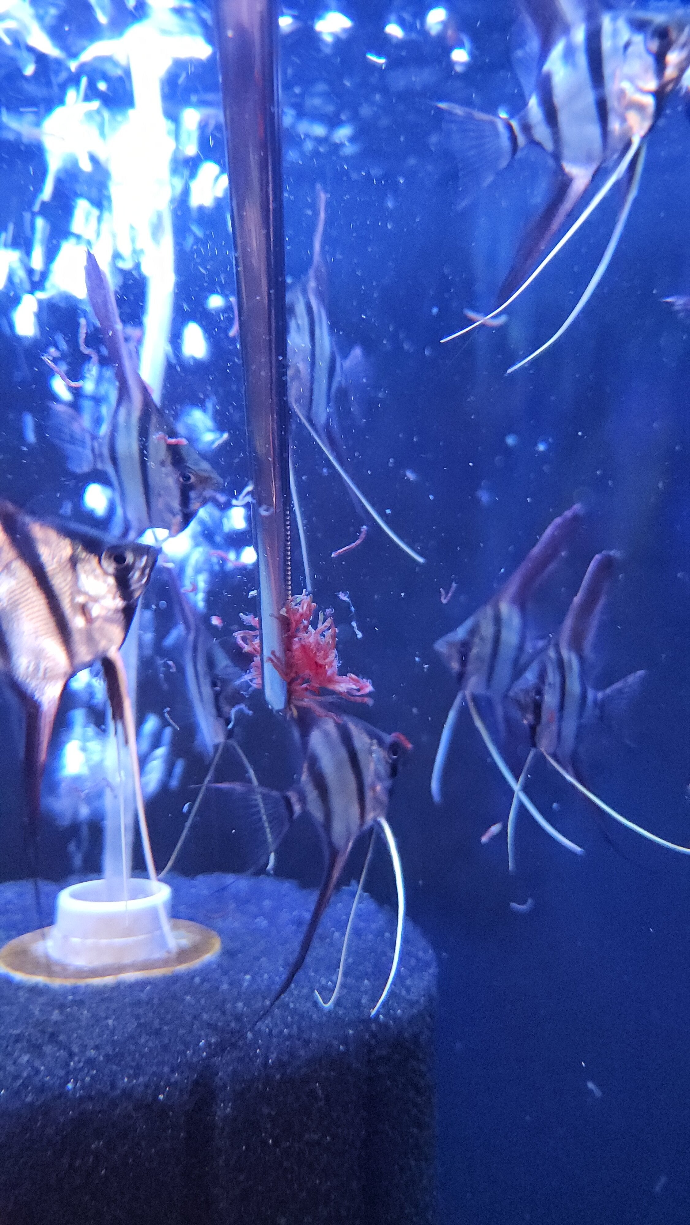 Tank Raised Rio Atabapo F2 Altum Angelfish for sale online ...