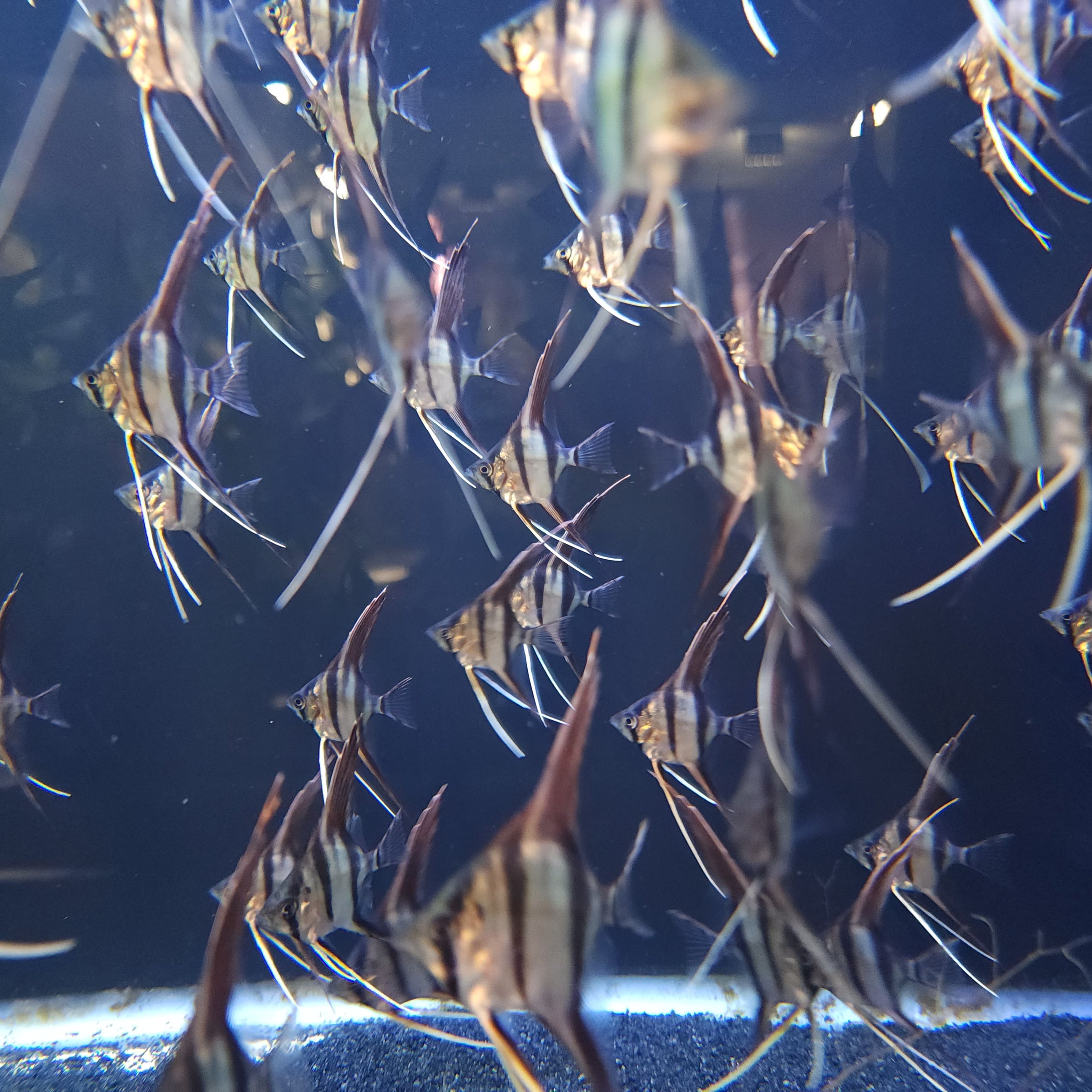 Tank Raised Rio Atabapo F1 Altum Angelfish for sale online ...