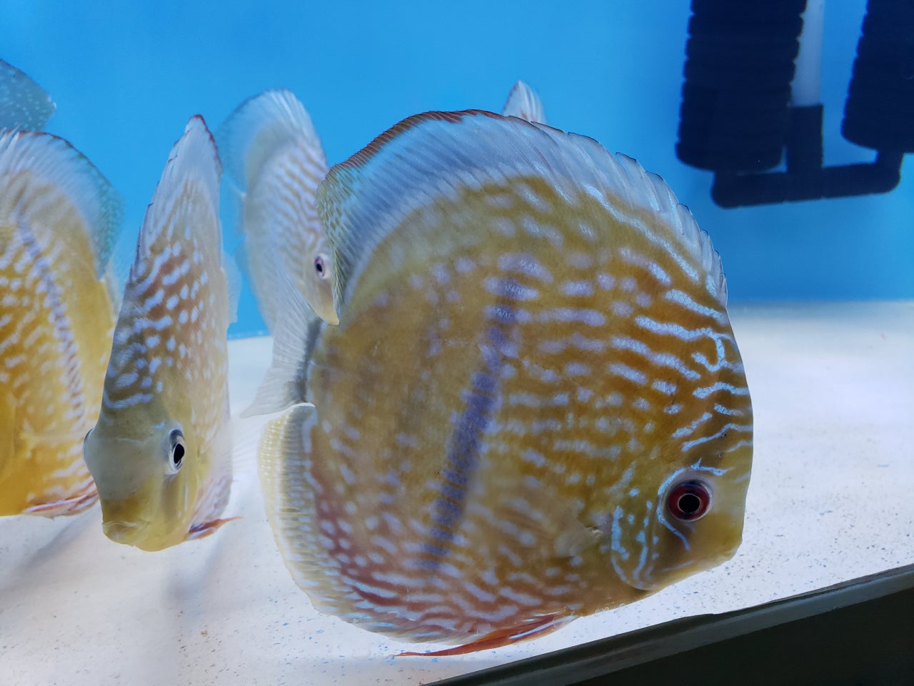 Malaysian Discus Fish, Wild Discus Fish, Pterophyllum Altum Angelfish ...