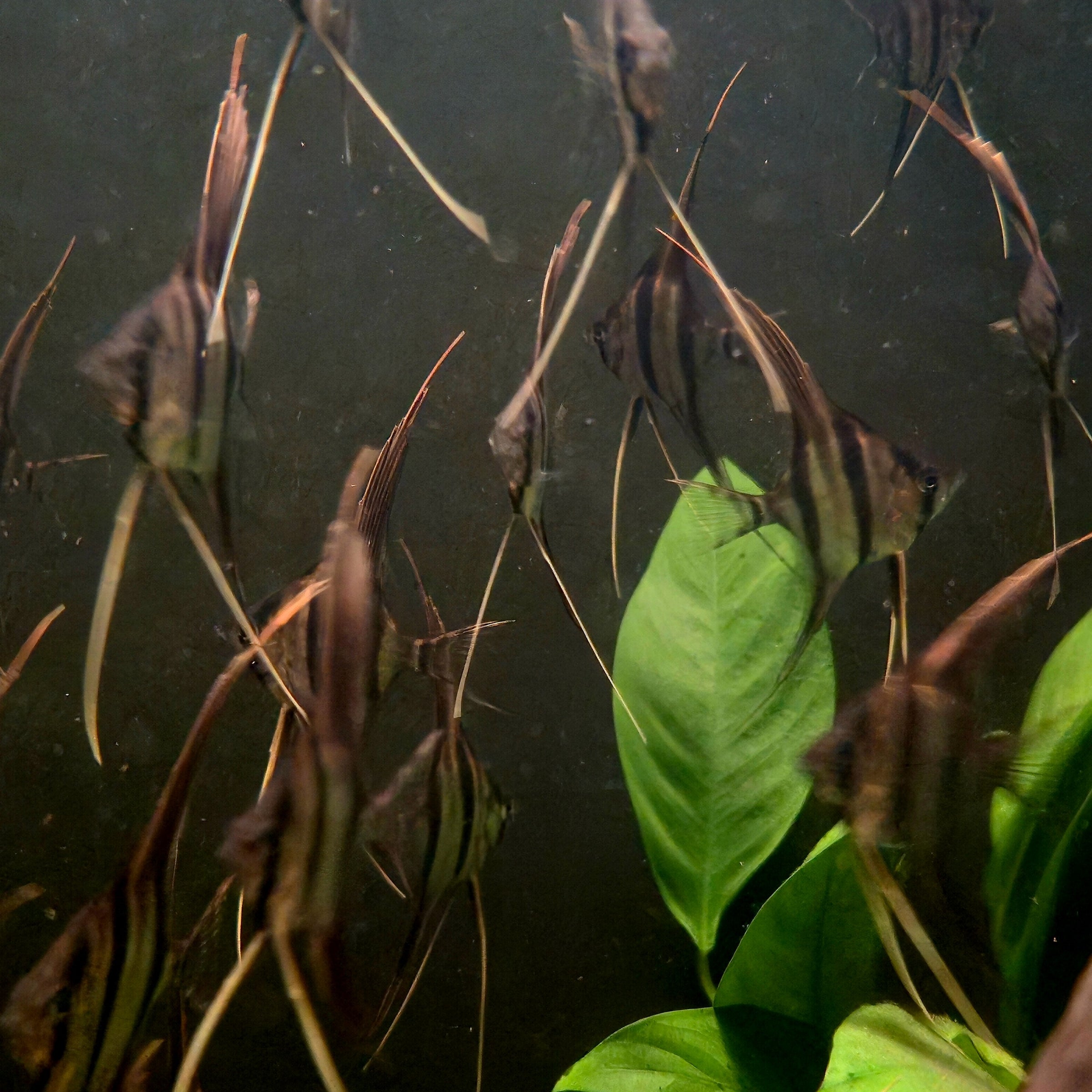 Tank Raised Rio Atabapo F2 Altum Angelfish for sale online ...