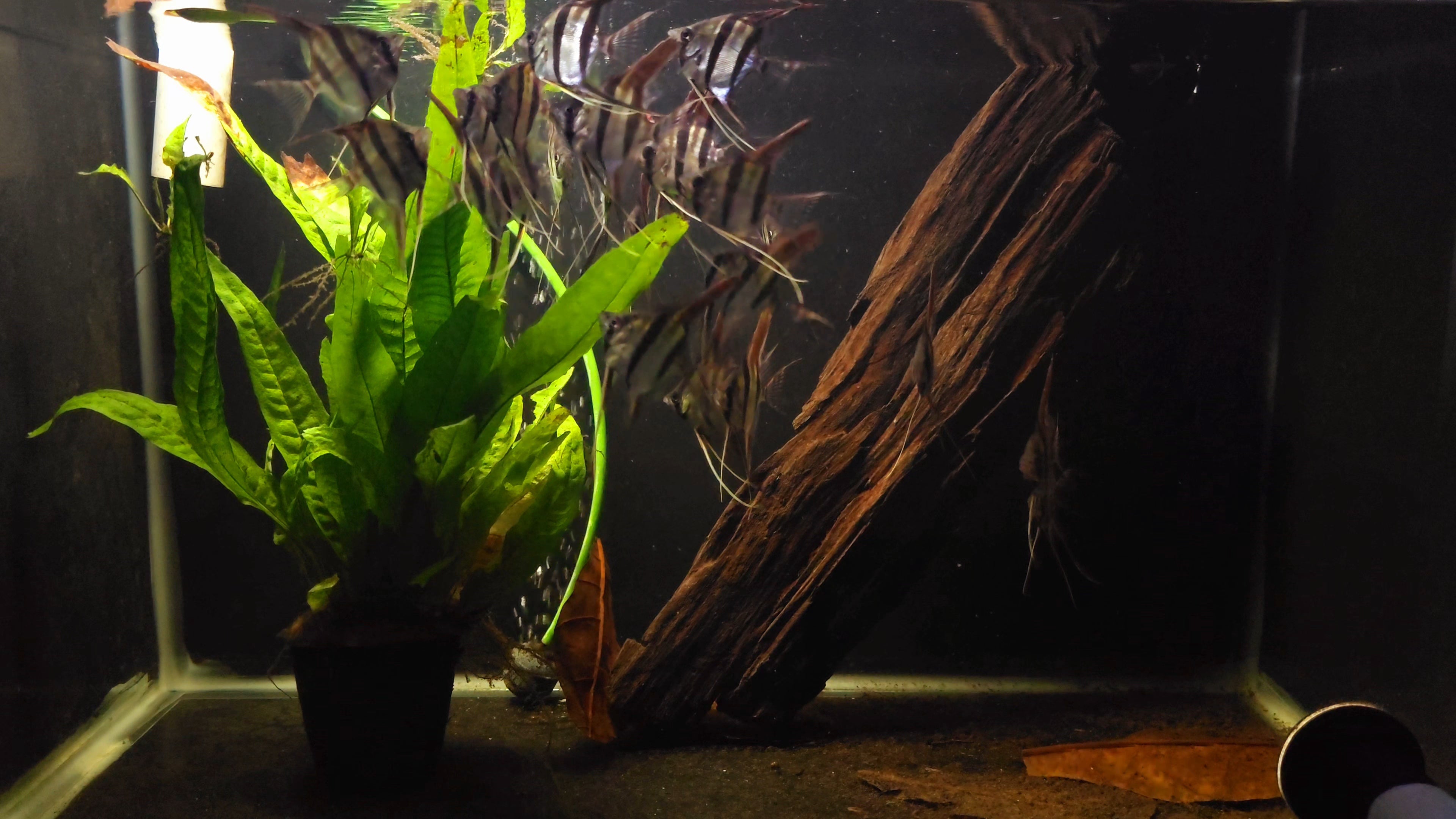F1 Rio Atabapo Pterophyllum Altum Angelfish For Sale Online ...