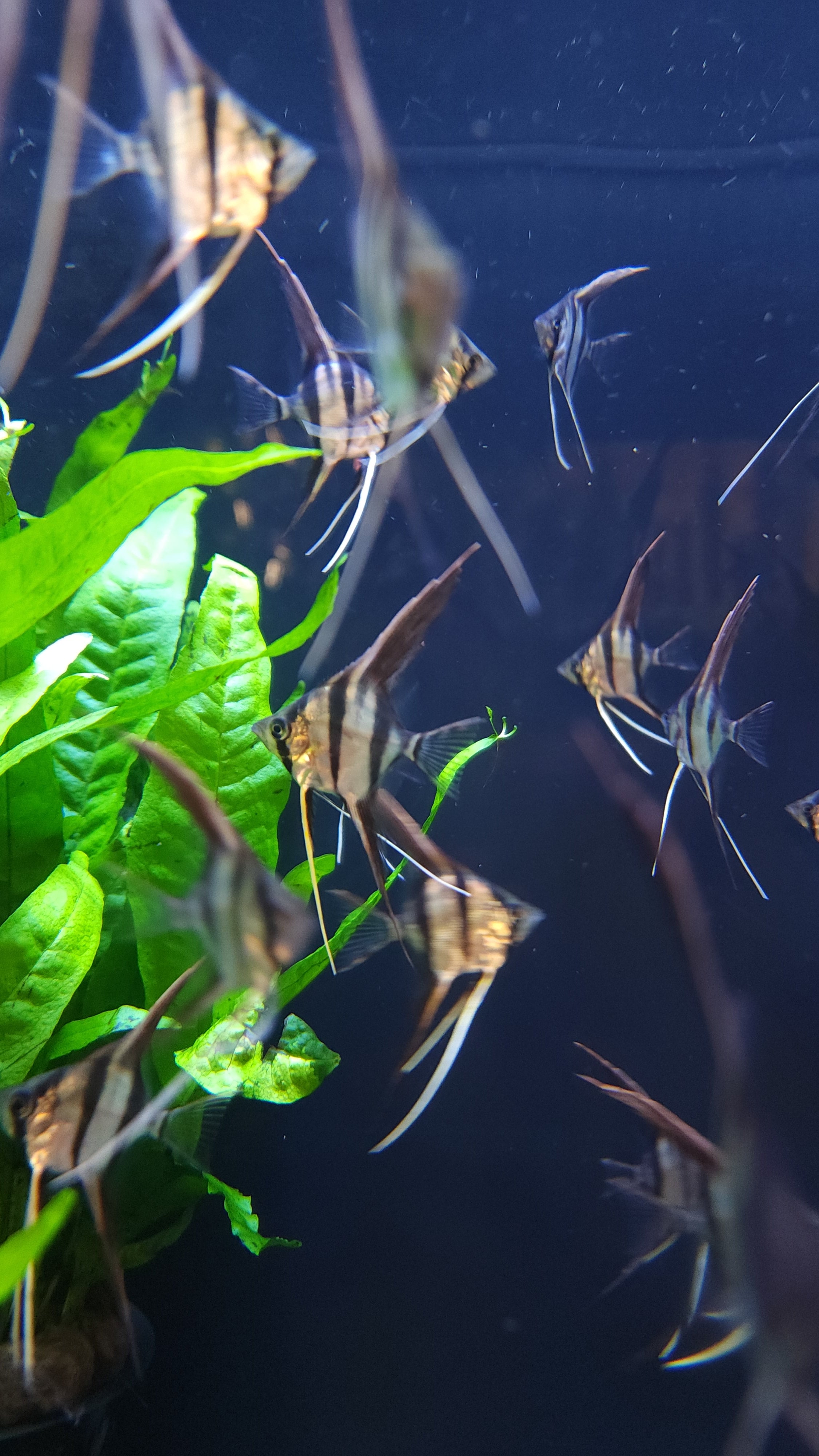 Tank Raised Rio Atabapo F1 Altum Angelfish for sale online ...