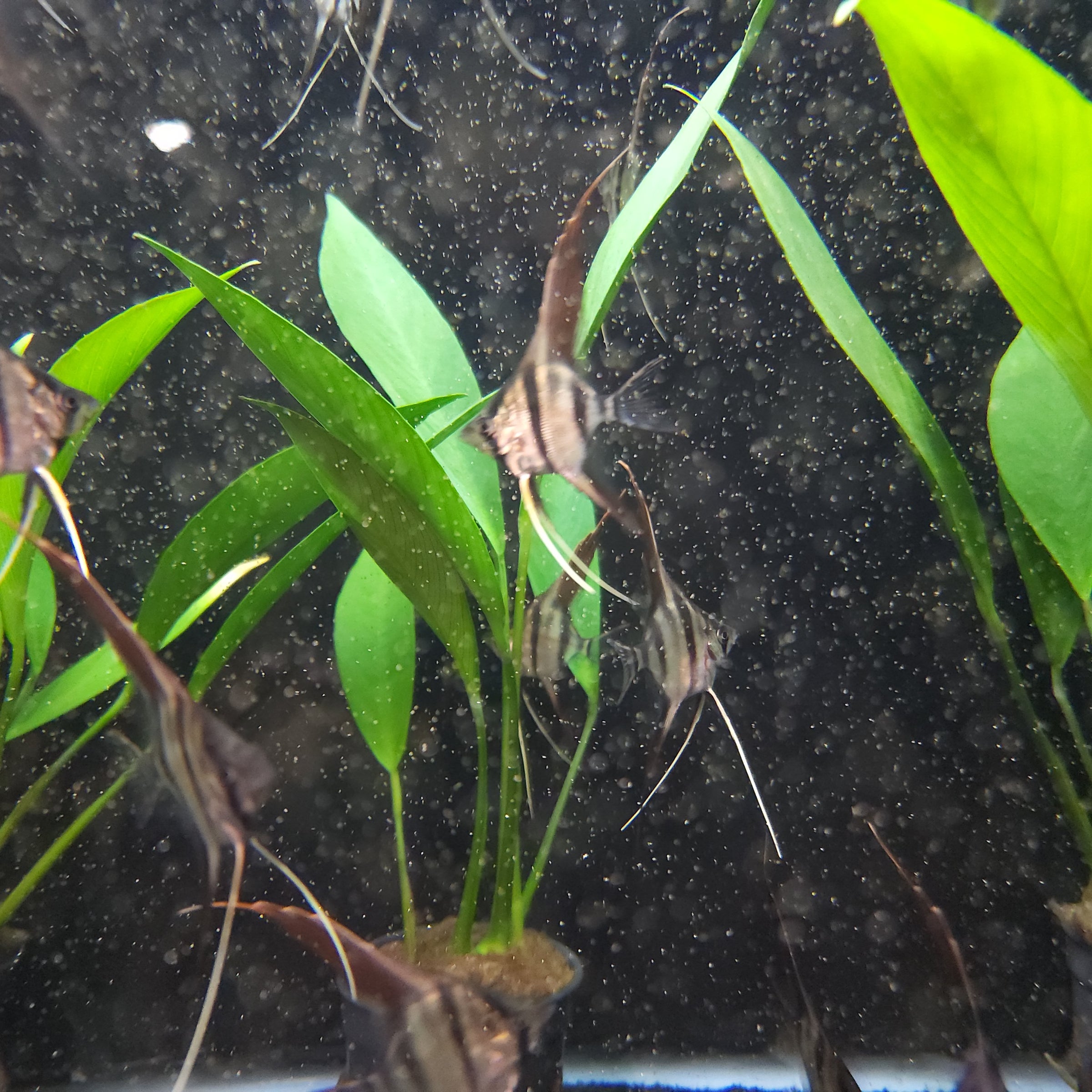 Tank Raised Rio Atabapo F2 Altum Angelfish for sale online ...