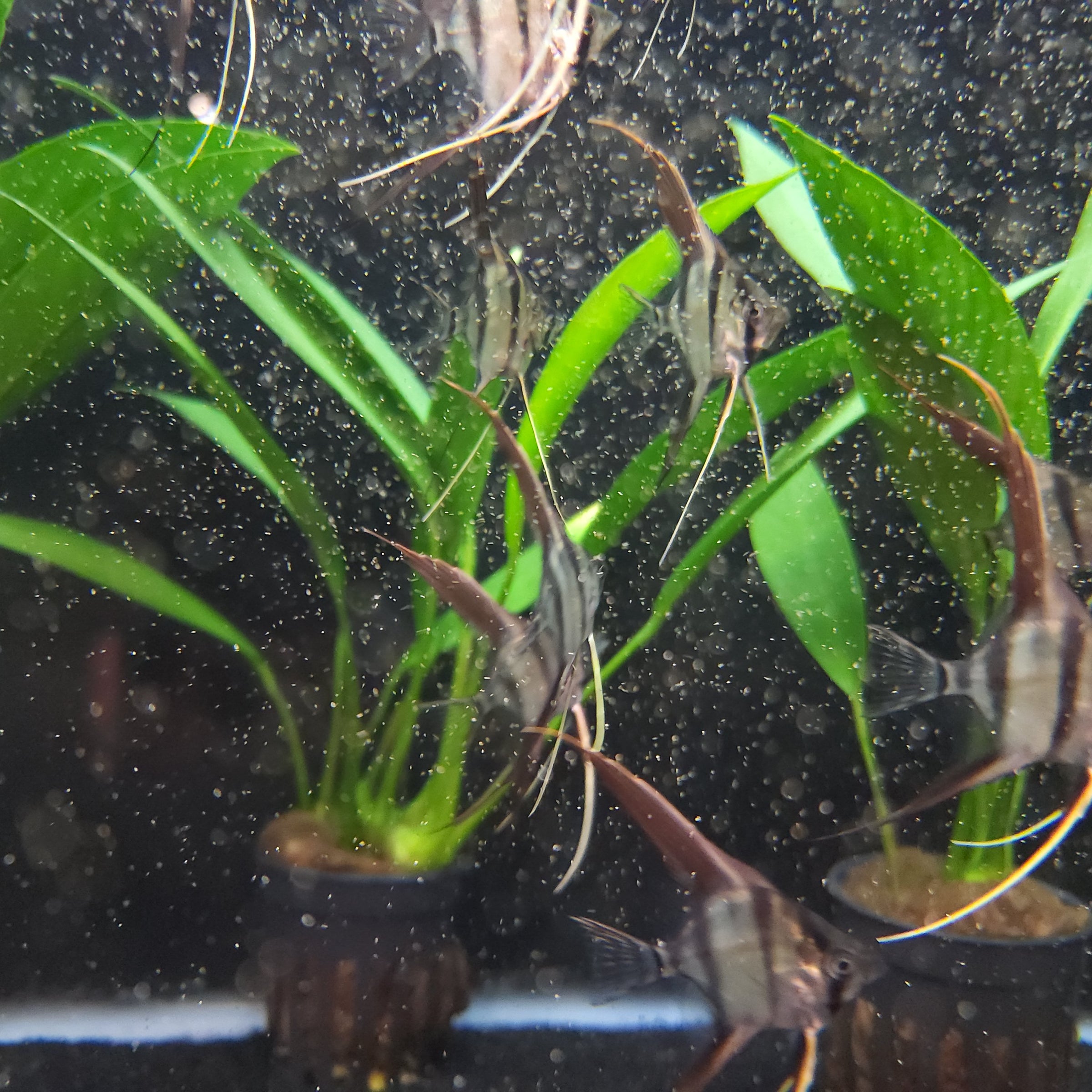 Tank Raised Rio Atabapo F2 Altum Angelfish for sale online ...