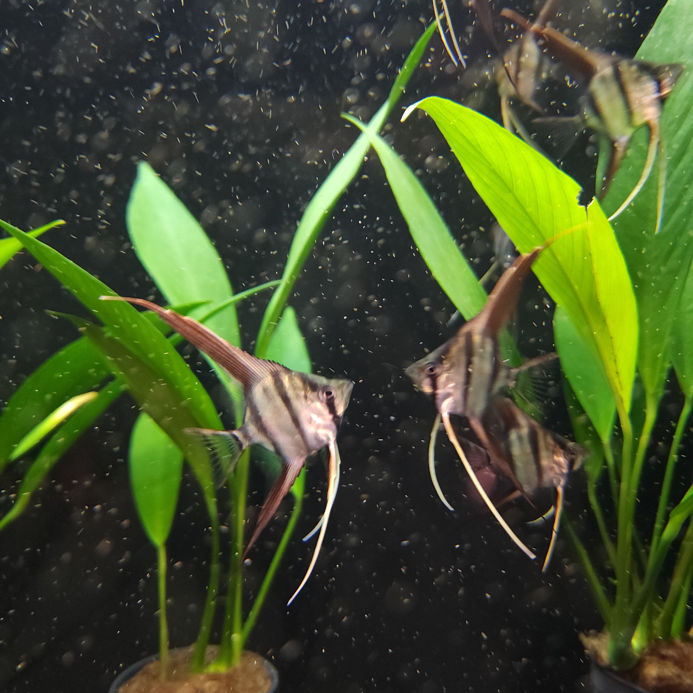 Tank Raised Rio Atabapo F2 Altum Angelfish for sale online ...