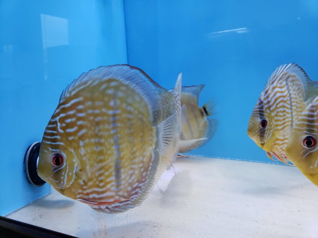 Malaysian Discus Fish, Wild Discus Fish, Pterophyllum Altum Angelfish ...