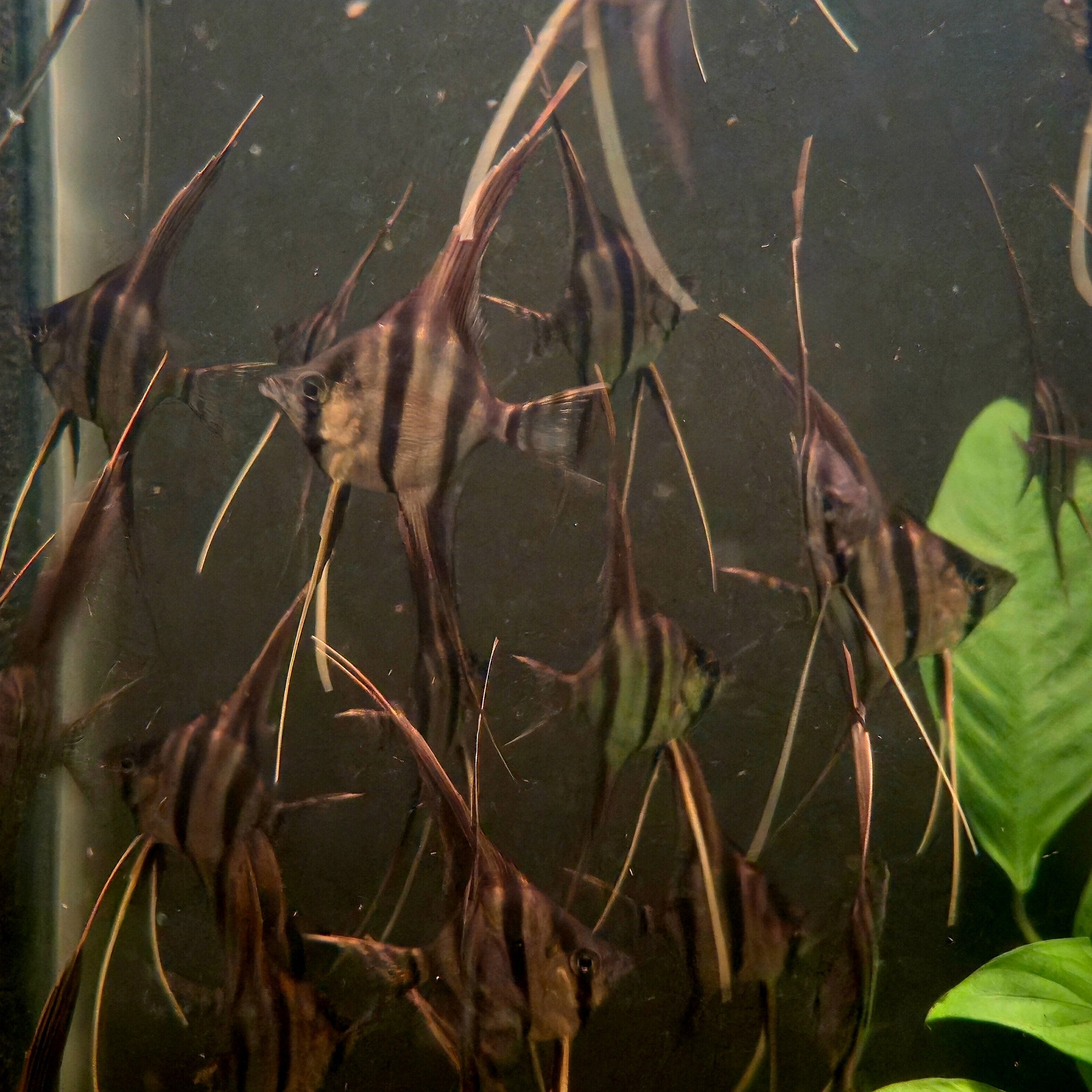 Tank Raised Rio Atabapo F2 Altum Angelfish for sale online ...