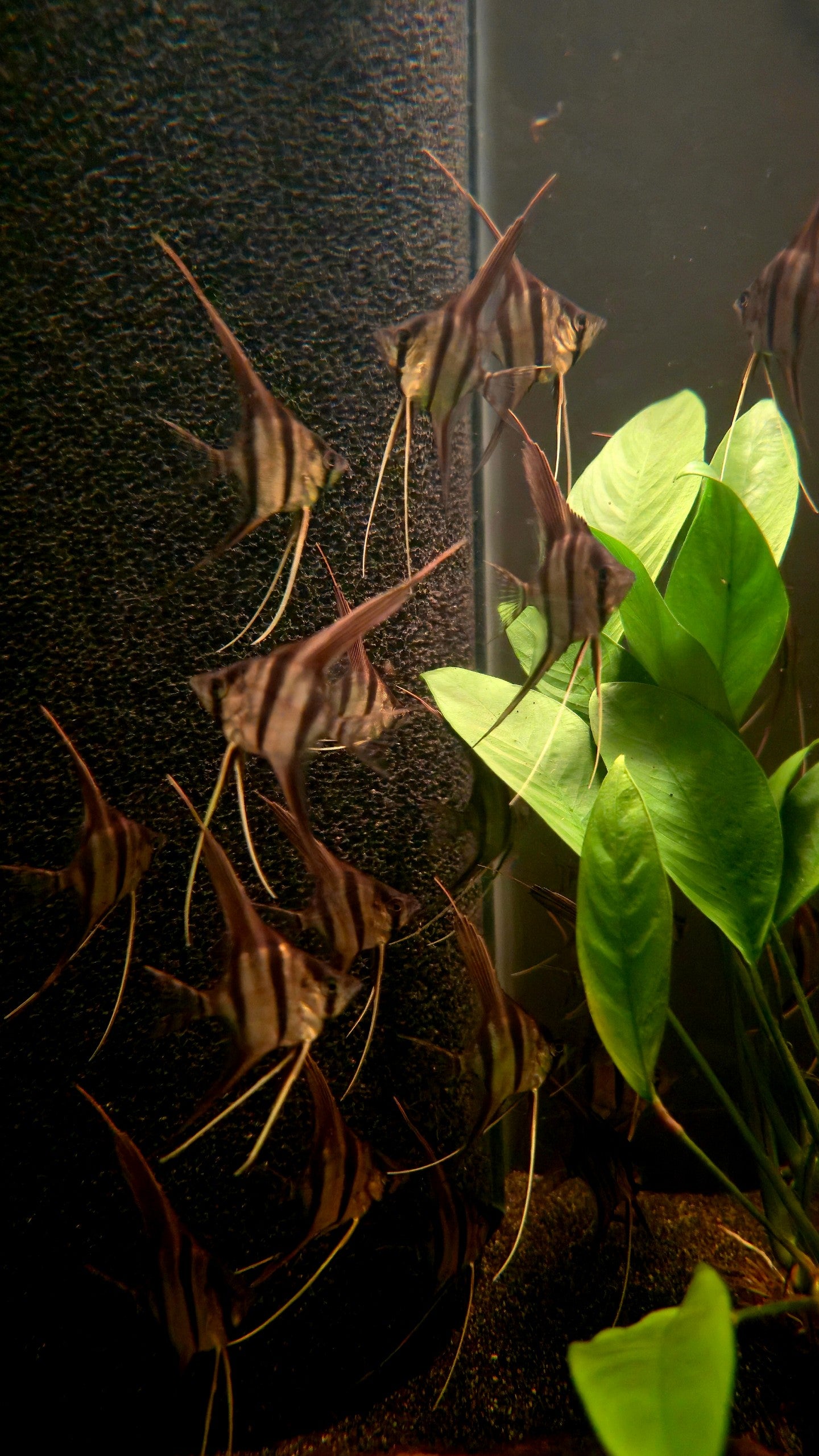 Tank Raised Rio Atabapo F2 Altum Angelfish for sale online ...