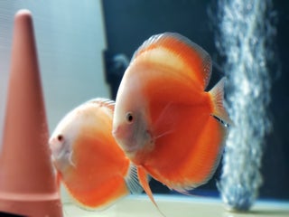 Malaysian Discus Fish for sale online at Discus America | Specialized ...