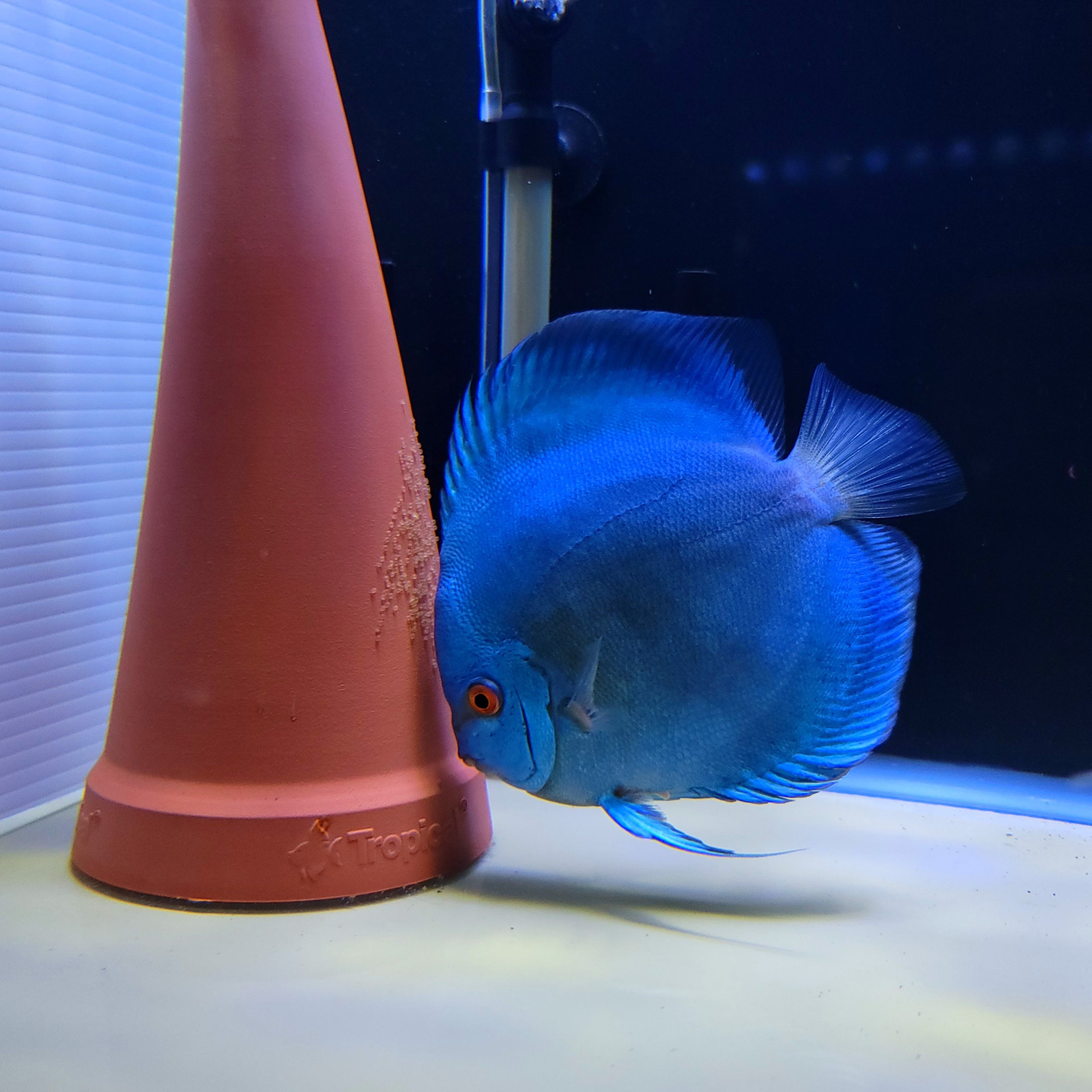Blue Discus Fish