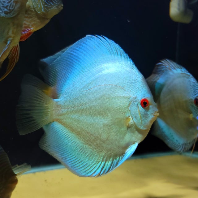 Malaysian Discus Fish for sale online at Discus America | Specialized ...