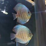 Malaysian Discus Fish for sale online at Discus America | Specialized ...