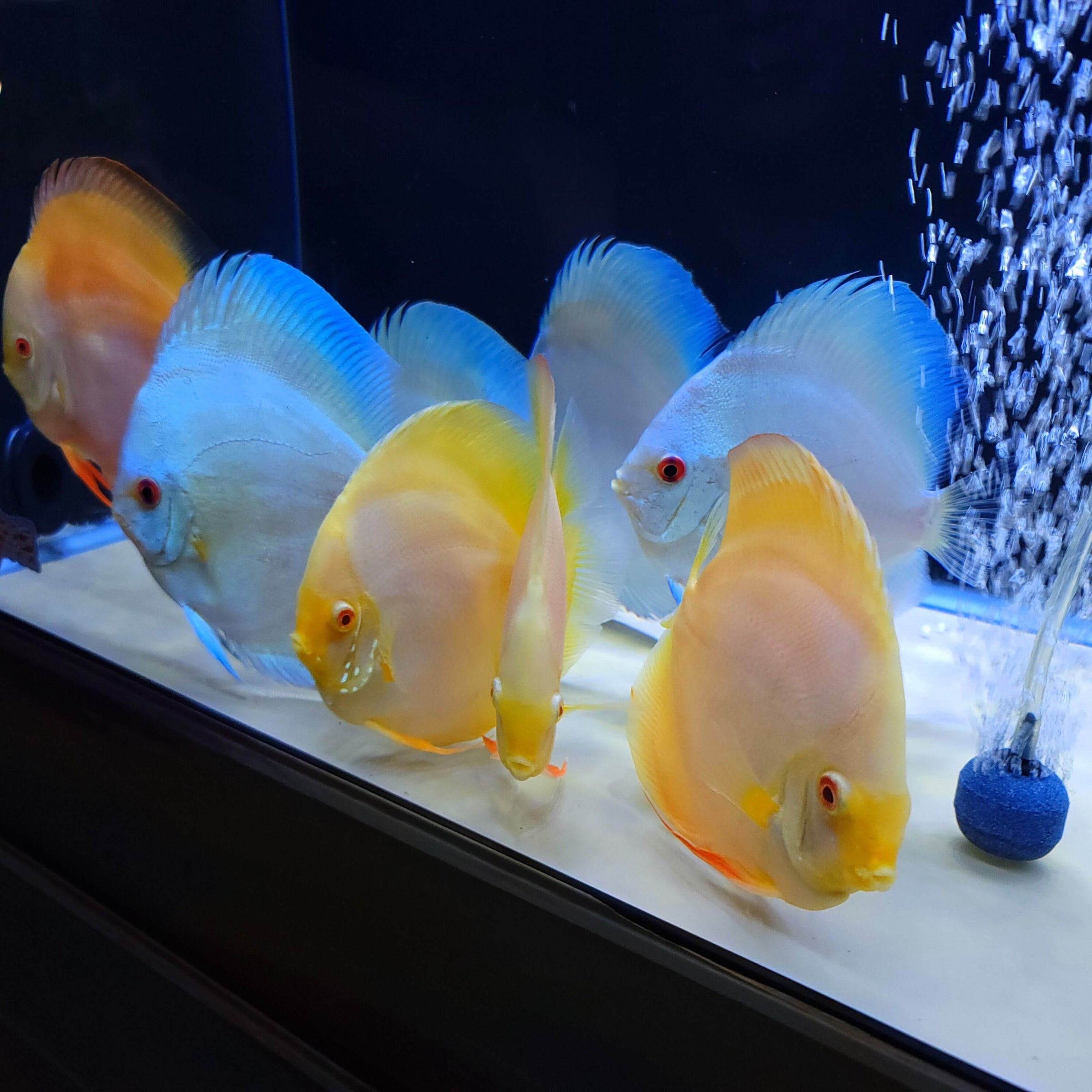 Wild Discus Fish Tank