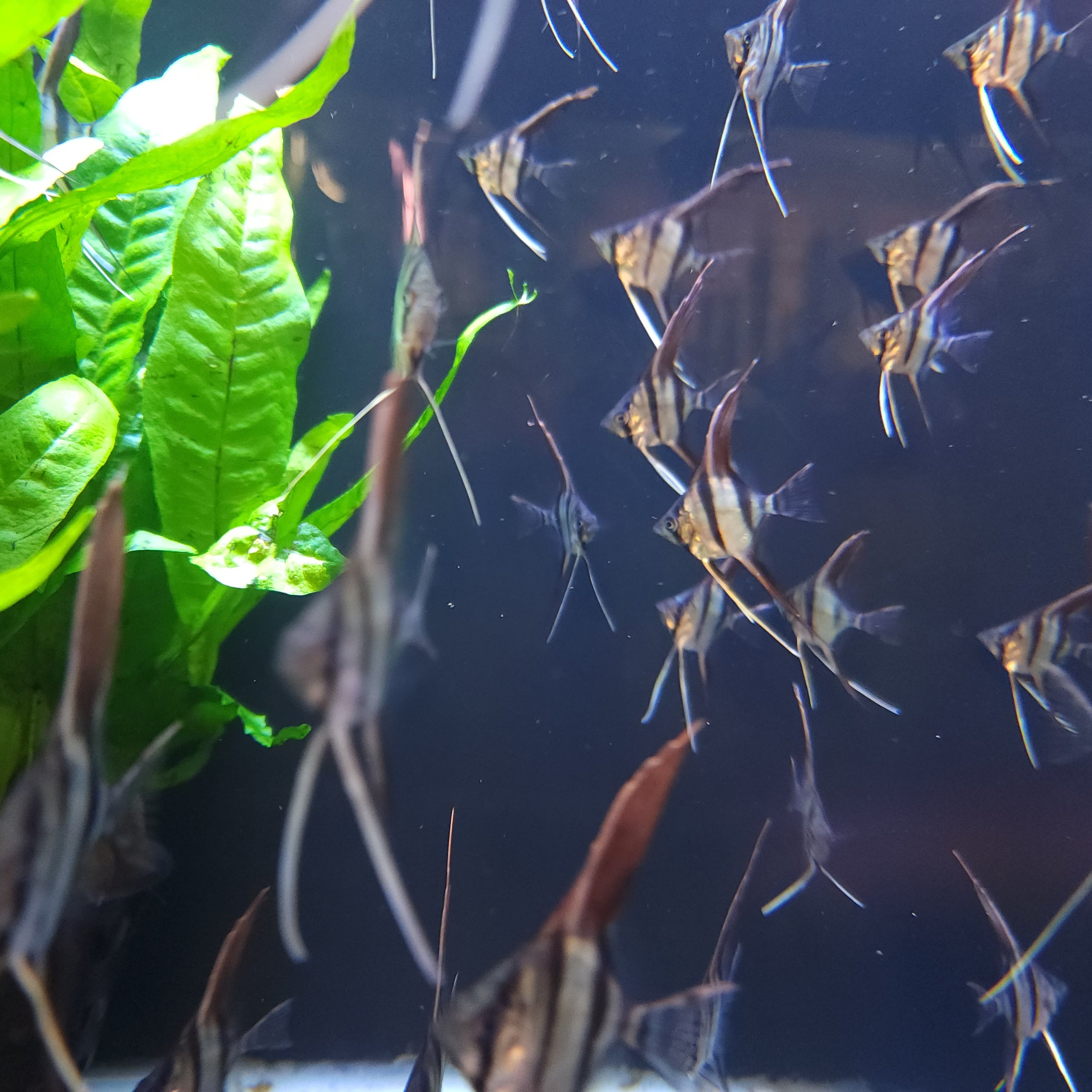 Tank Raised Rio Atabapo F1 Altum Angelfish for sale online ...