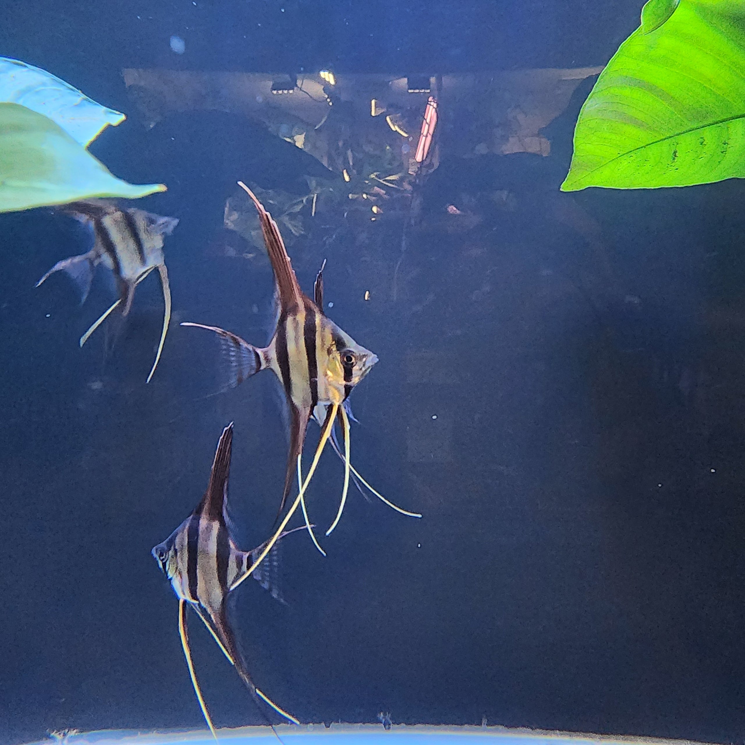 Tank Raised Rio Atabapo F2 Altum Angelfish for sale online ...