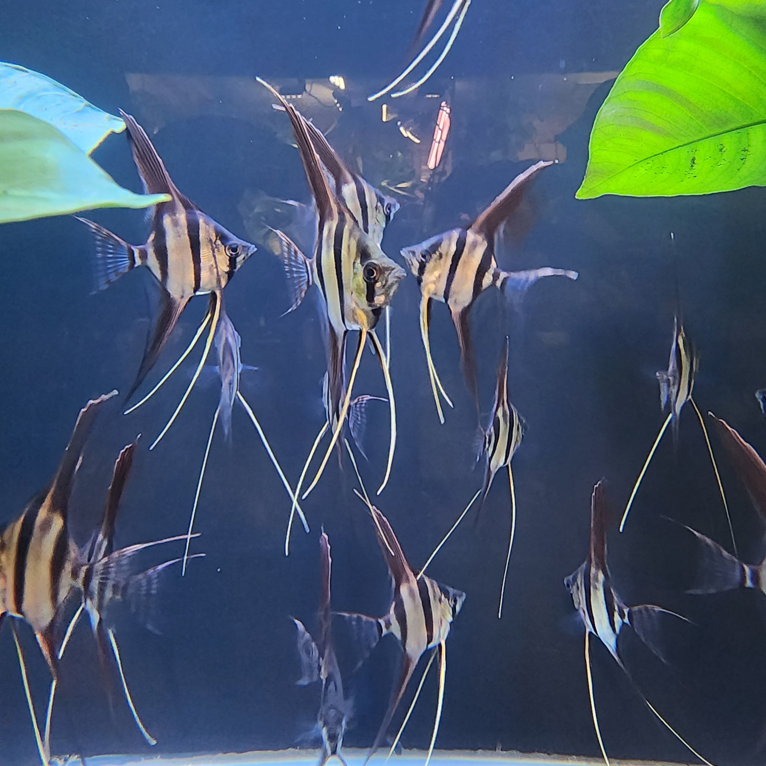 Tank Raised Rio Atabapo F2 Altum Angelfish for sale online ...