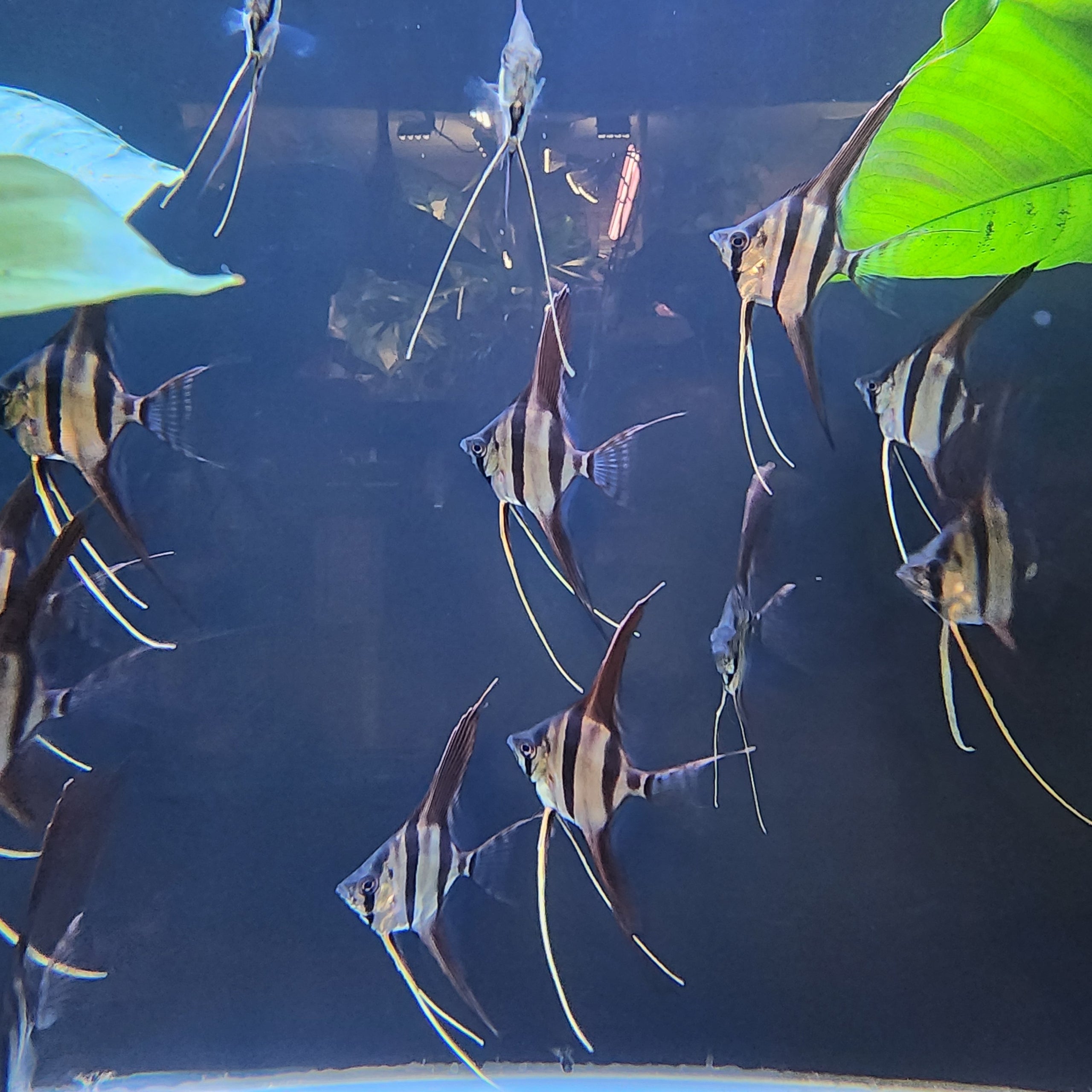 Tank Raised Rio Atabapo F2 Altum Angelfish for sale online ...
