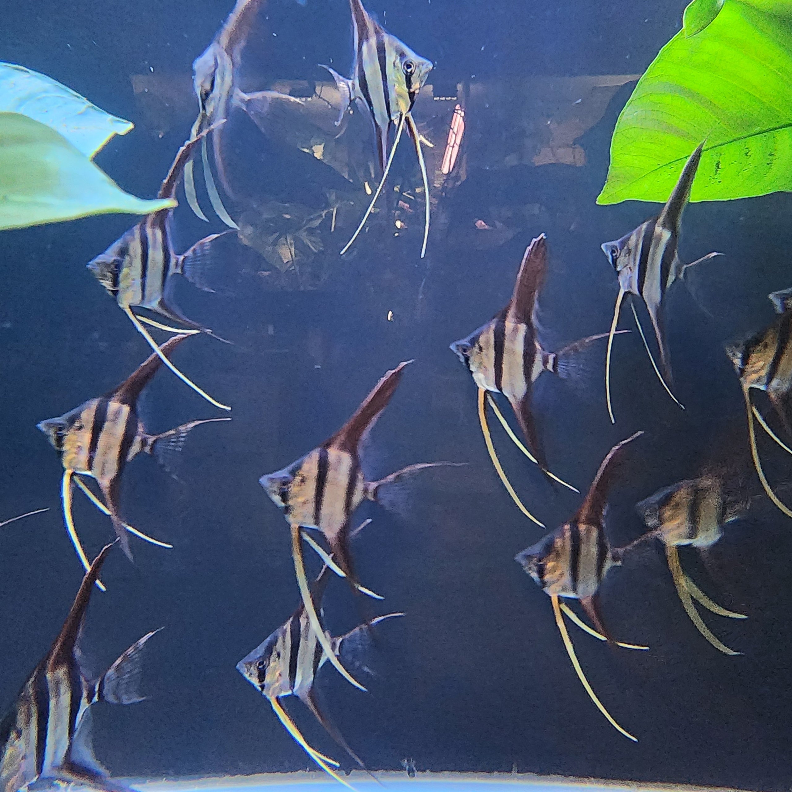 Tank Raised Rio Atabapo F2 Altum Angelfish for sale online ...
