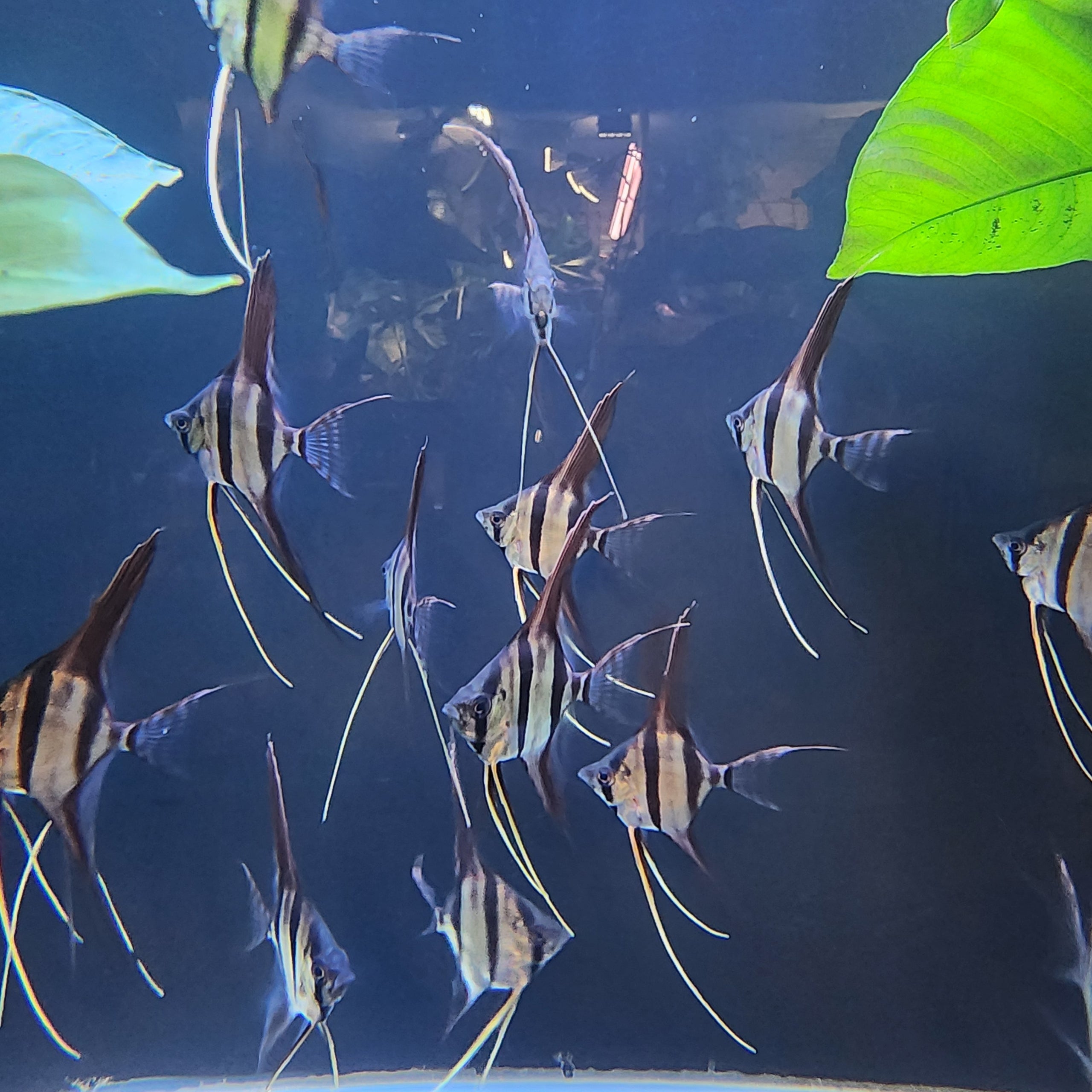 Tank Raised Rio Atabapo F2 Altum Angelfish for sale online ...