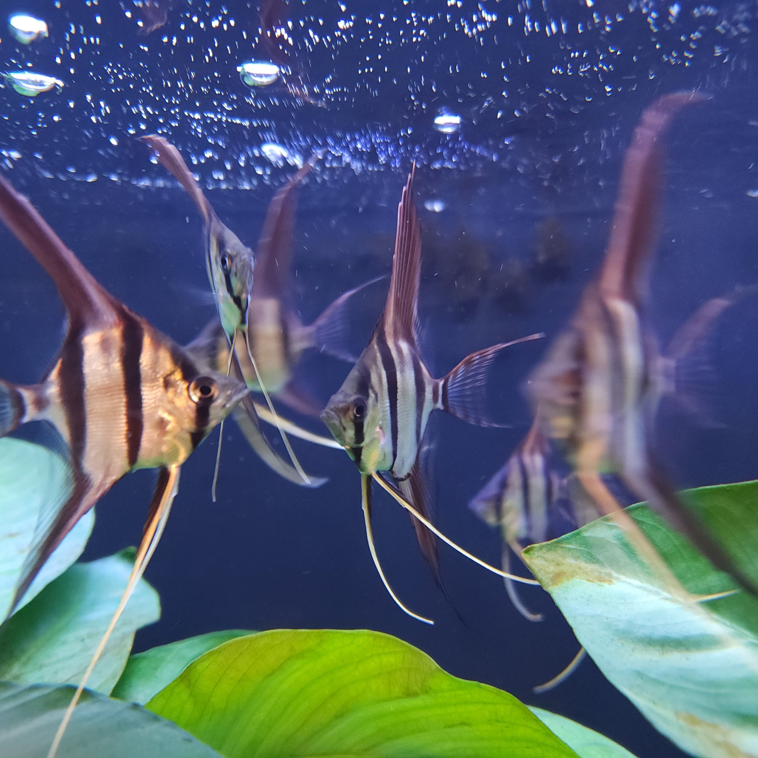 Tank Raised Rio Atabapo F2 Altum Angelfish for sale online ...