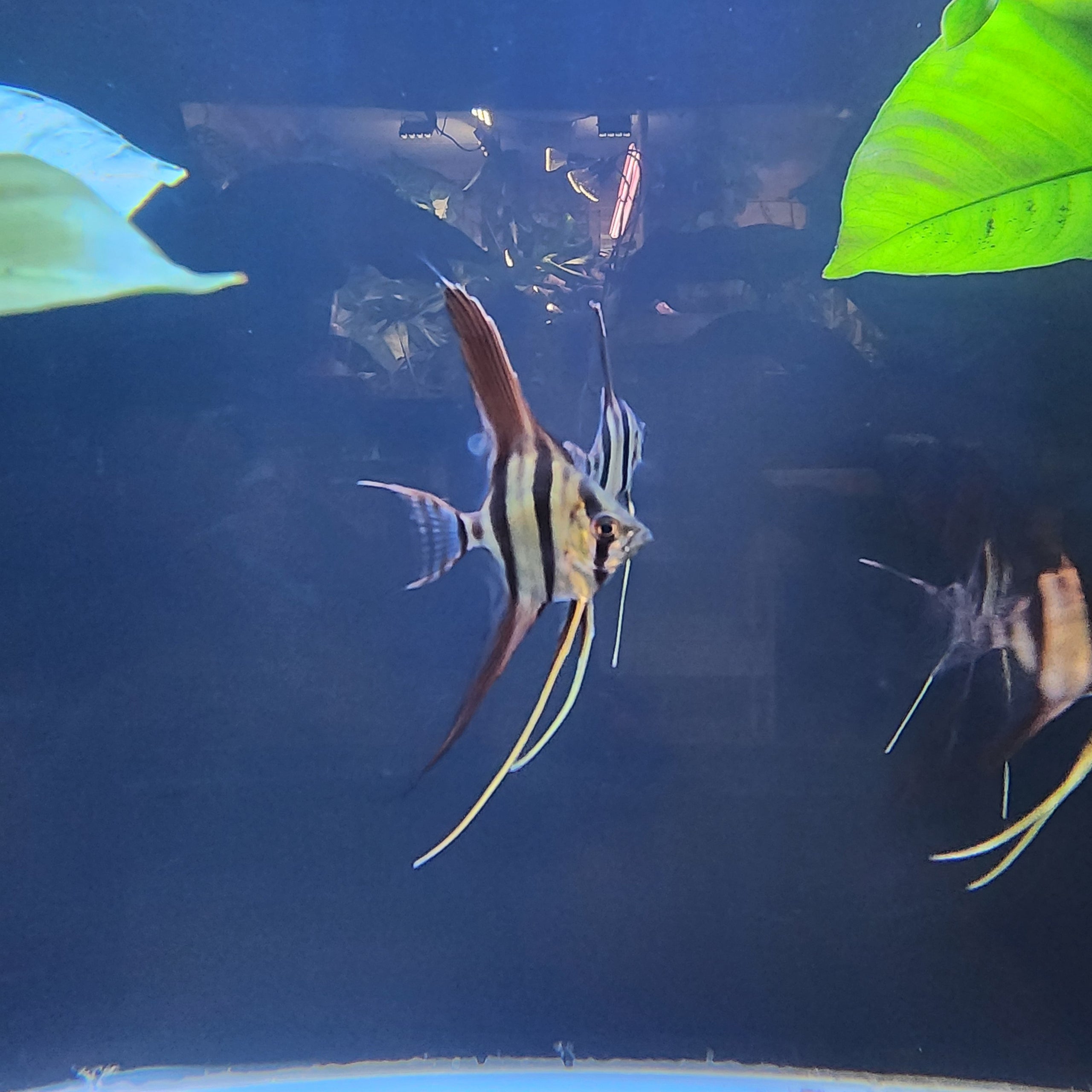 Tank Raised Rio Atabapo F2 Altum Angelfish for sale online ...