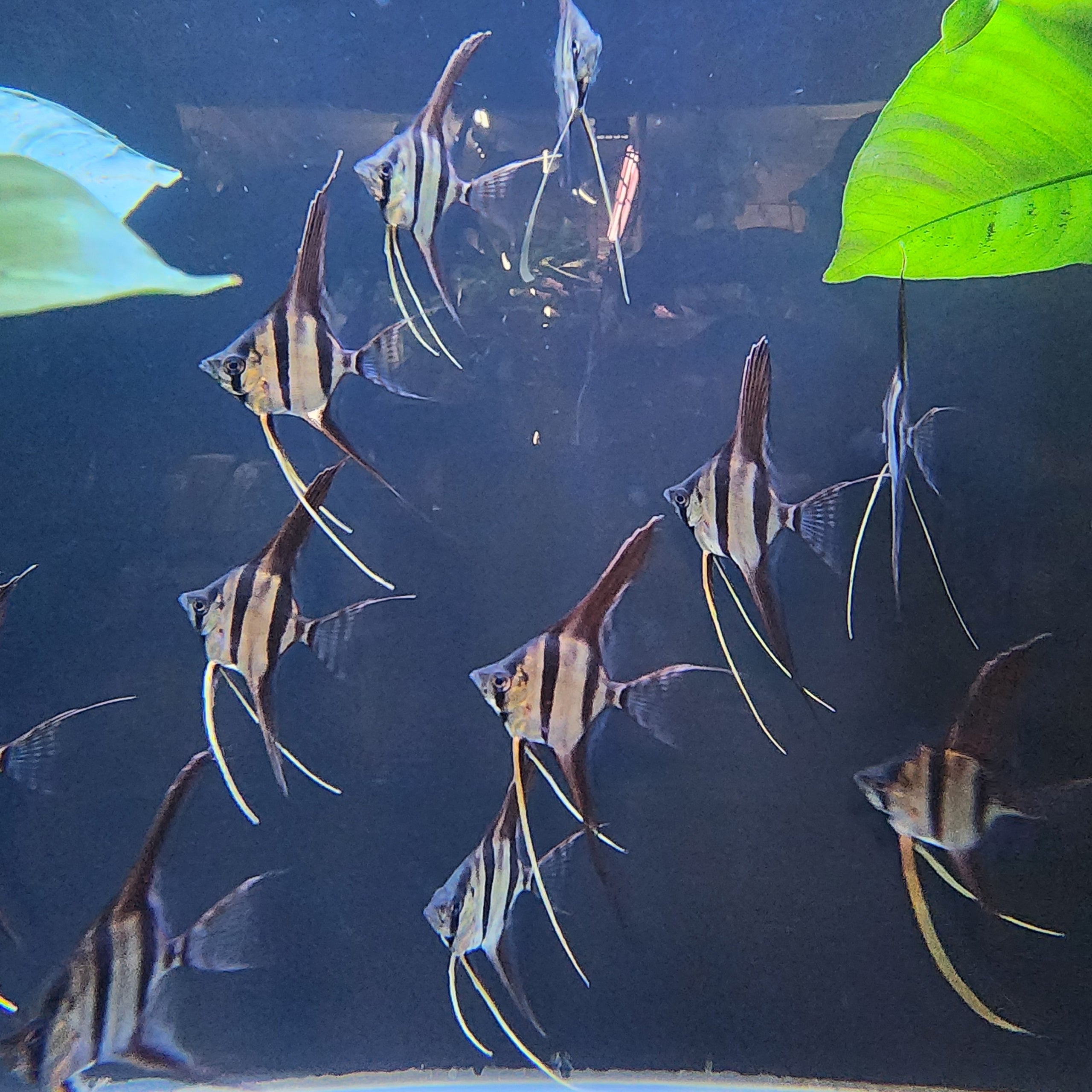 Tank Raised Rio Atabapo F2 Altum Angelfish for sale online ...