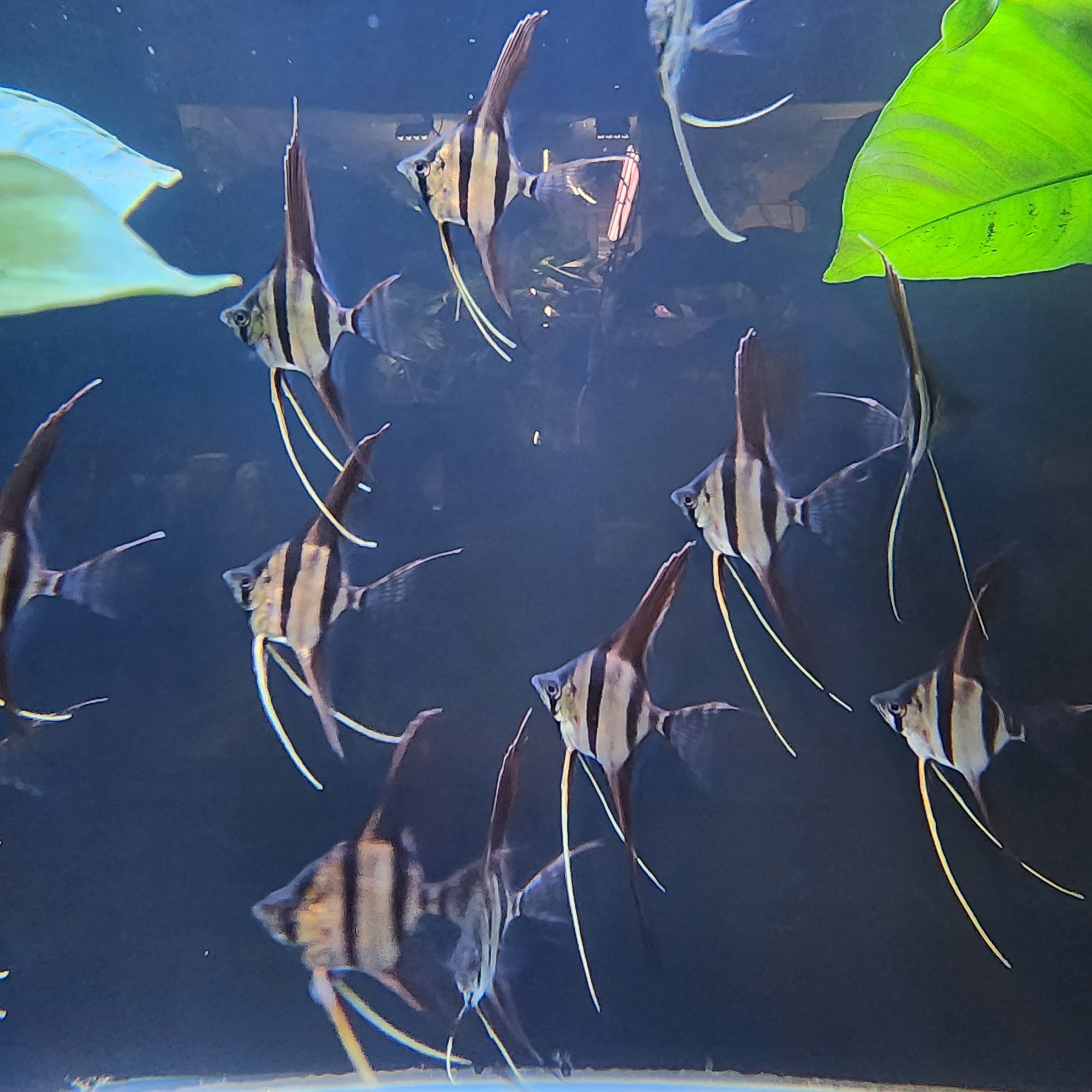 Tank Raised Rio Atabapo F2 Altum Angelfish for sale online ...