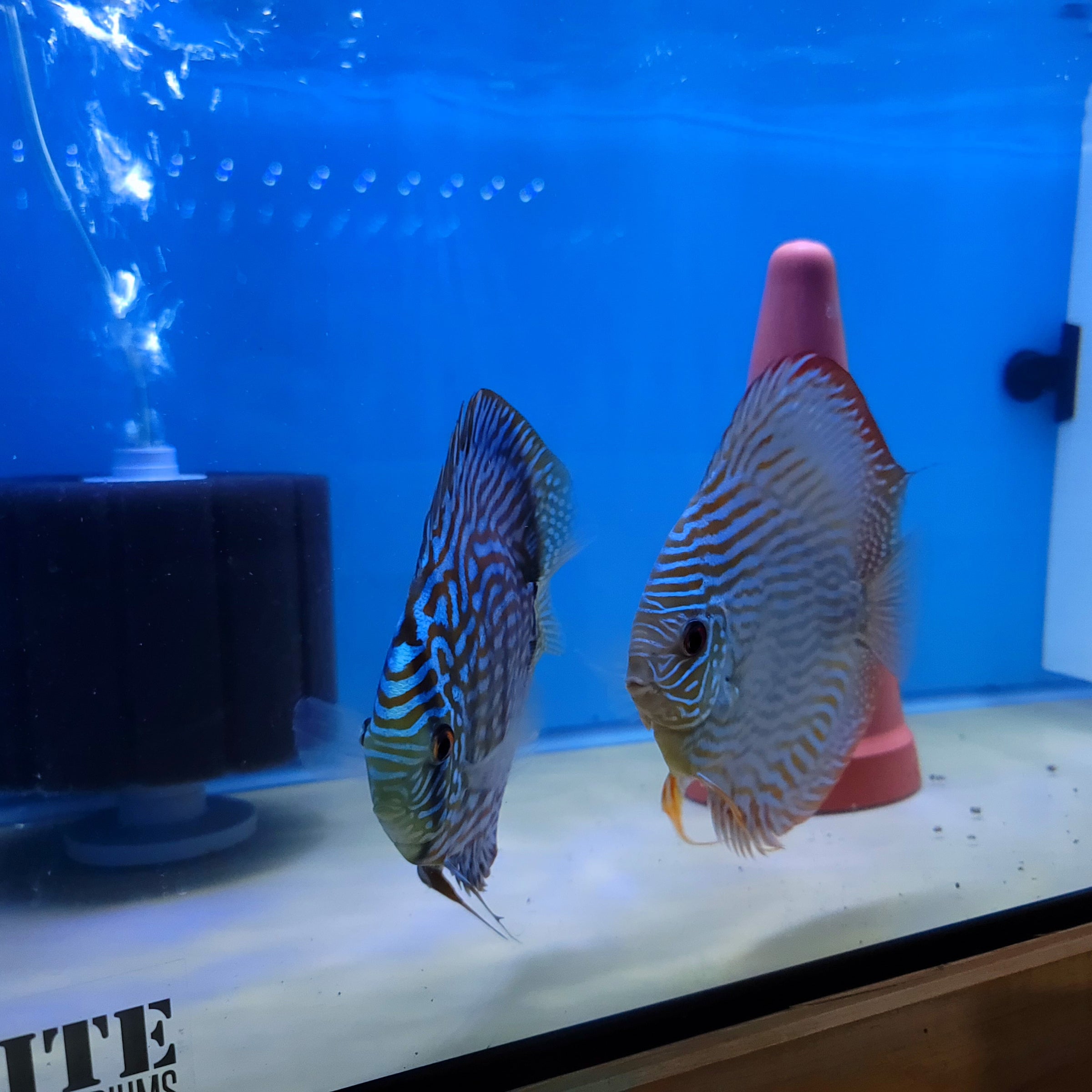 Discus Fish Breeding