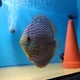 Malaysian Discus Fish for sale online at Discus America | Specialized ...