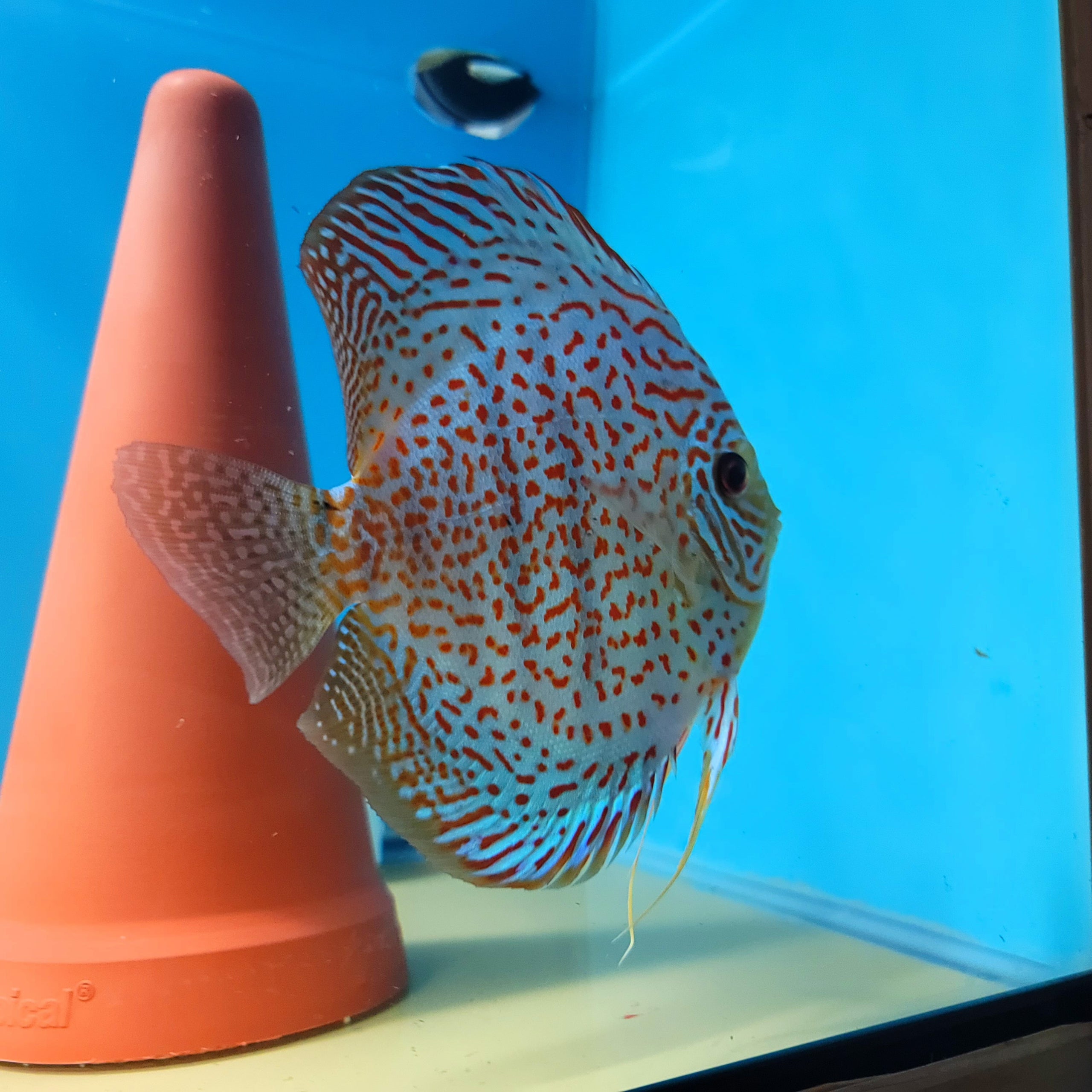 Ring Leopard Discus Fish