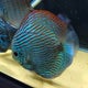 Malaysian Discus Fish for sale online at Discus America | Specialized ...