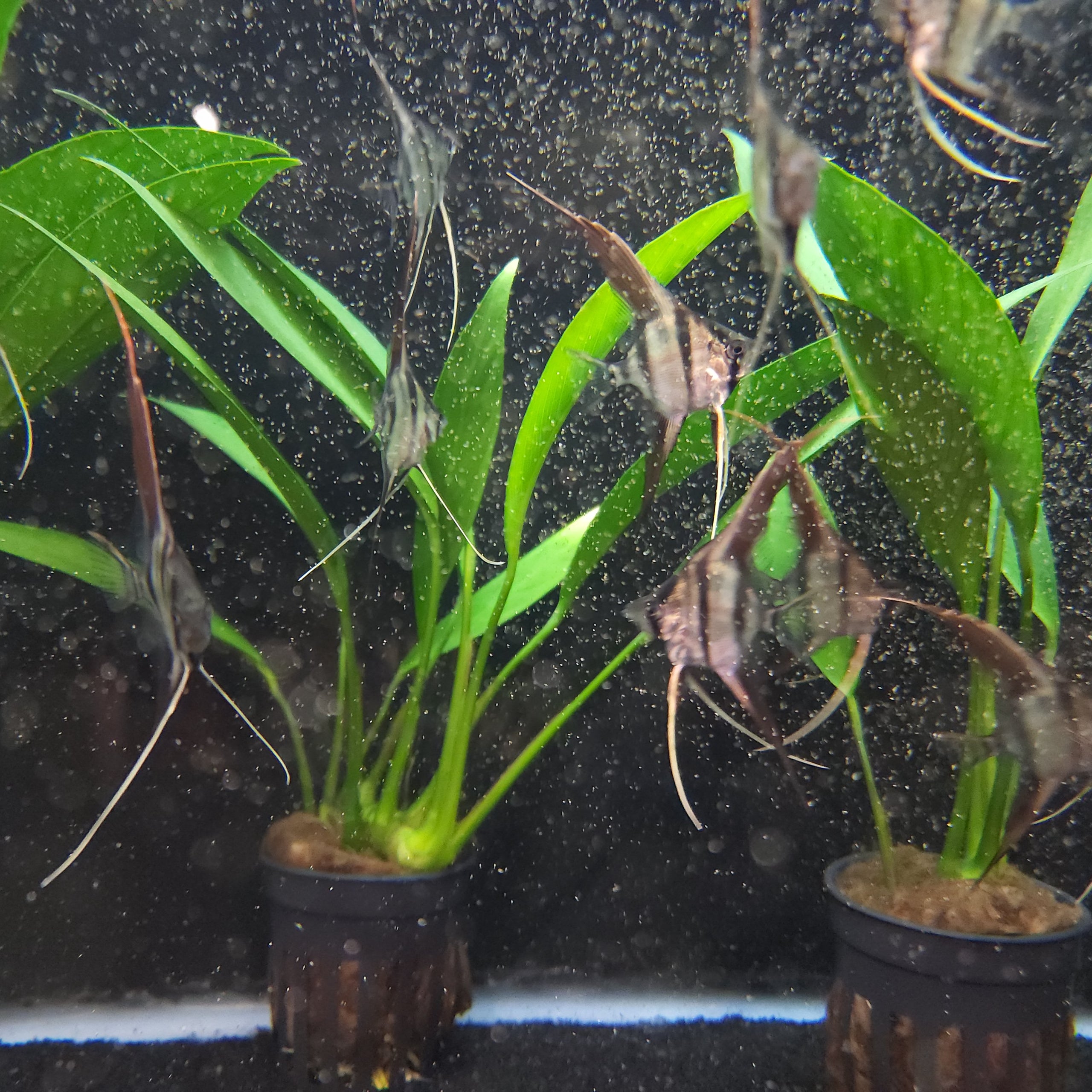 Tank Raised Rio Atabapo F2 Altum Angelfish for sale online ...