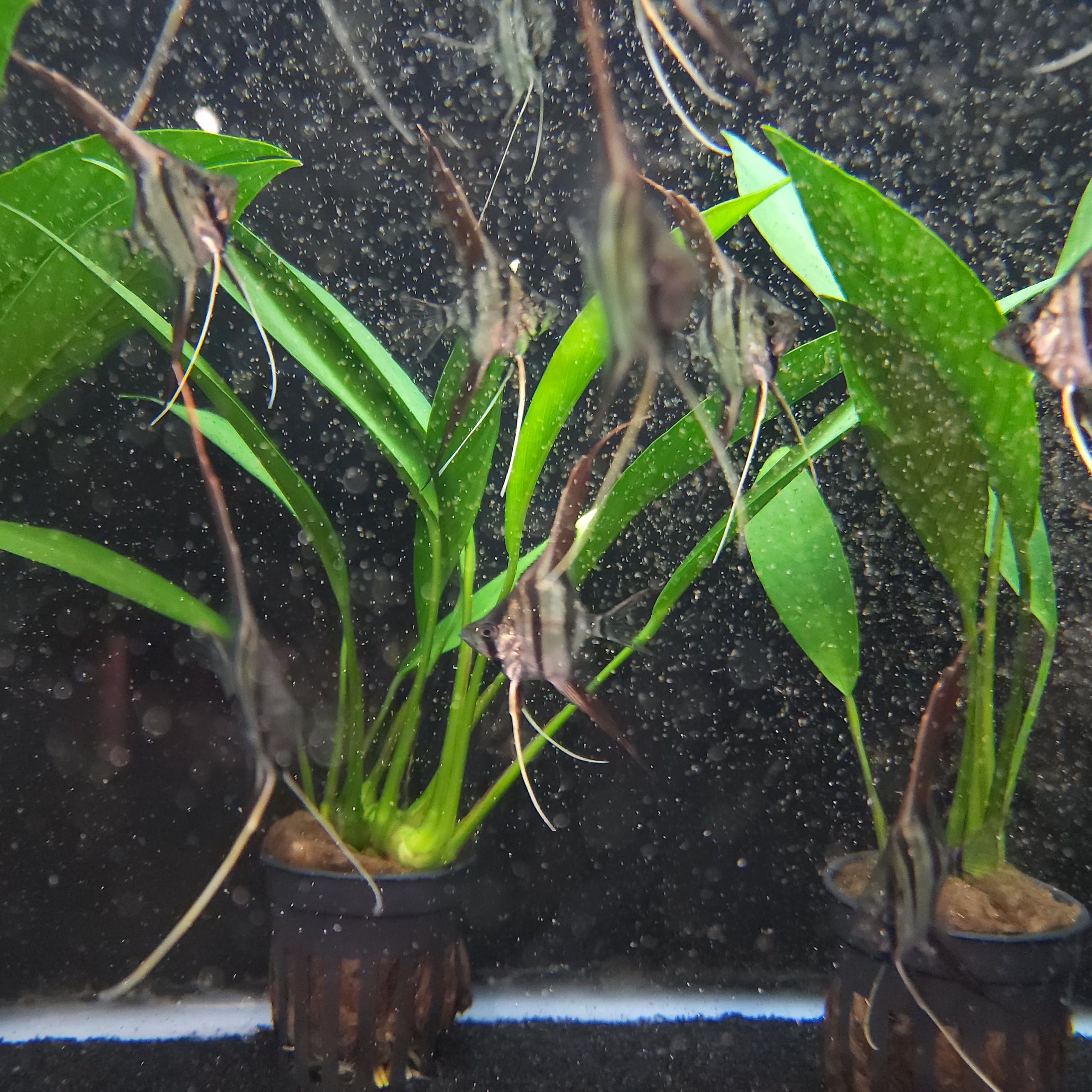 Tank Raised Rio Atabapo F2 Altum Angelfish for sale online ...