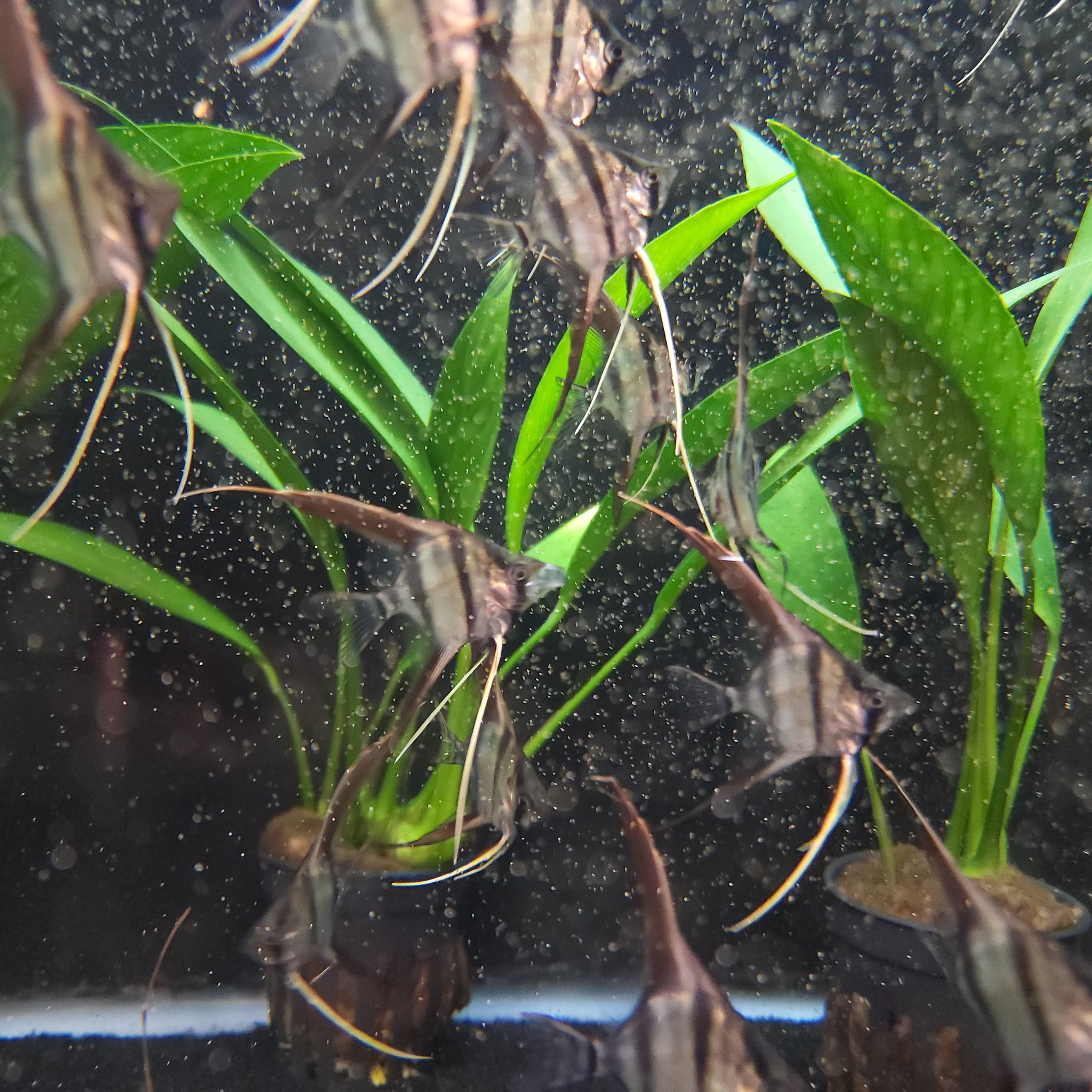 Tank Raised Rio Atabapo F2 Altum Angelfish for sale online ...