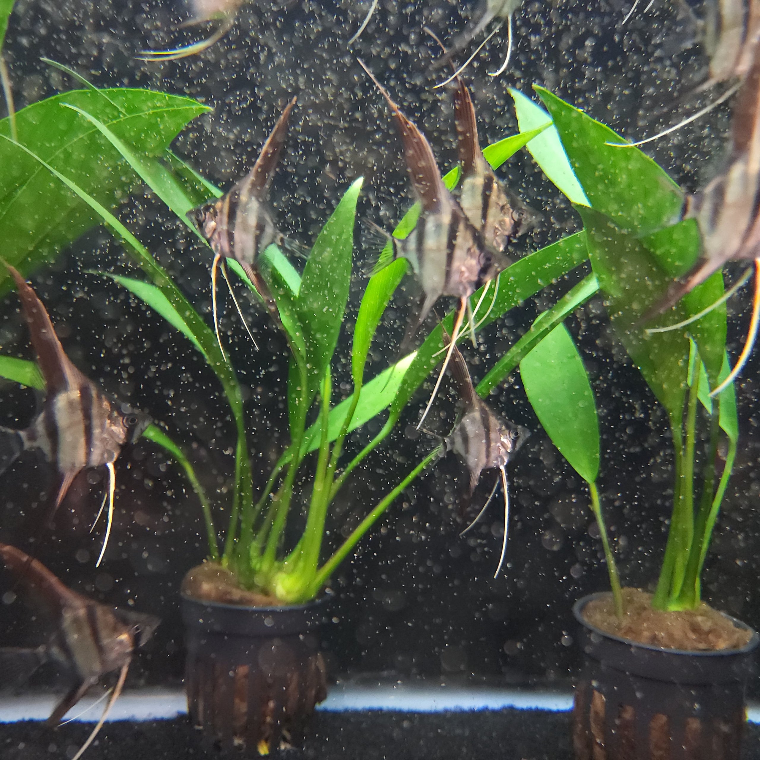 Tank Raised Rio Atabapo F2 Altum Angelfish for sale online ...