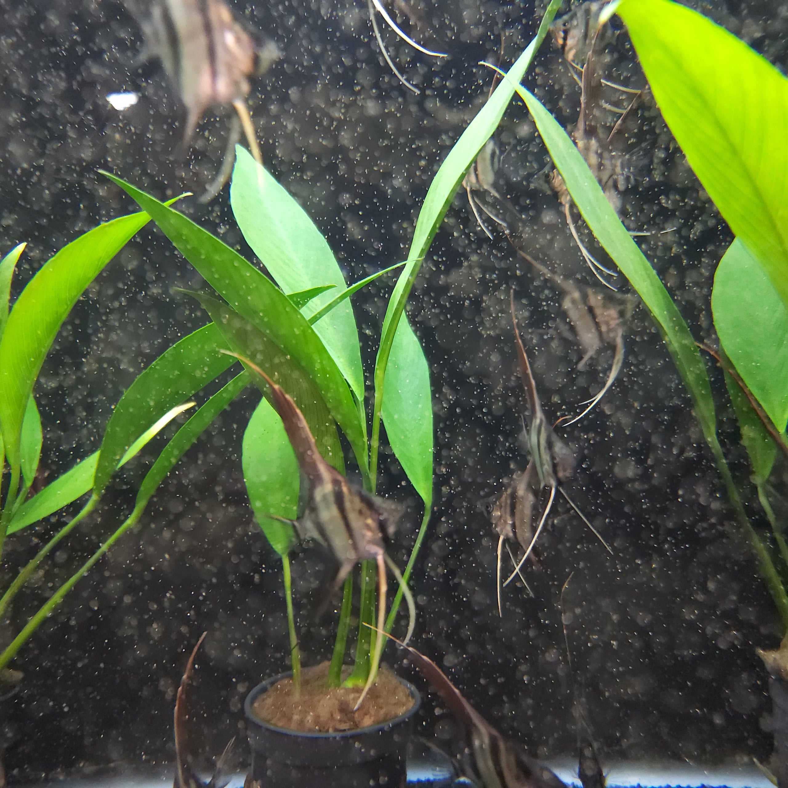 Tank Raised Rio Atabapo F2 Altum Angelfish for sale online ...