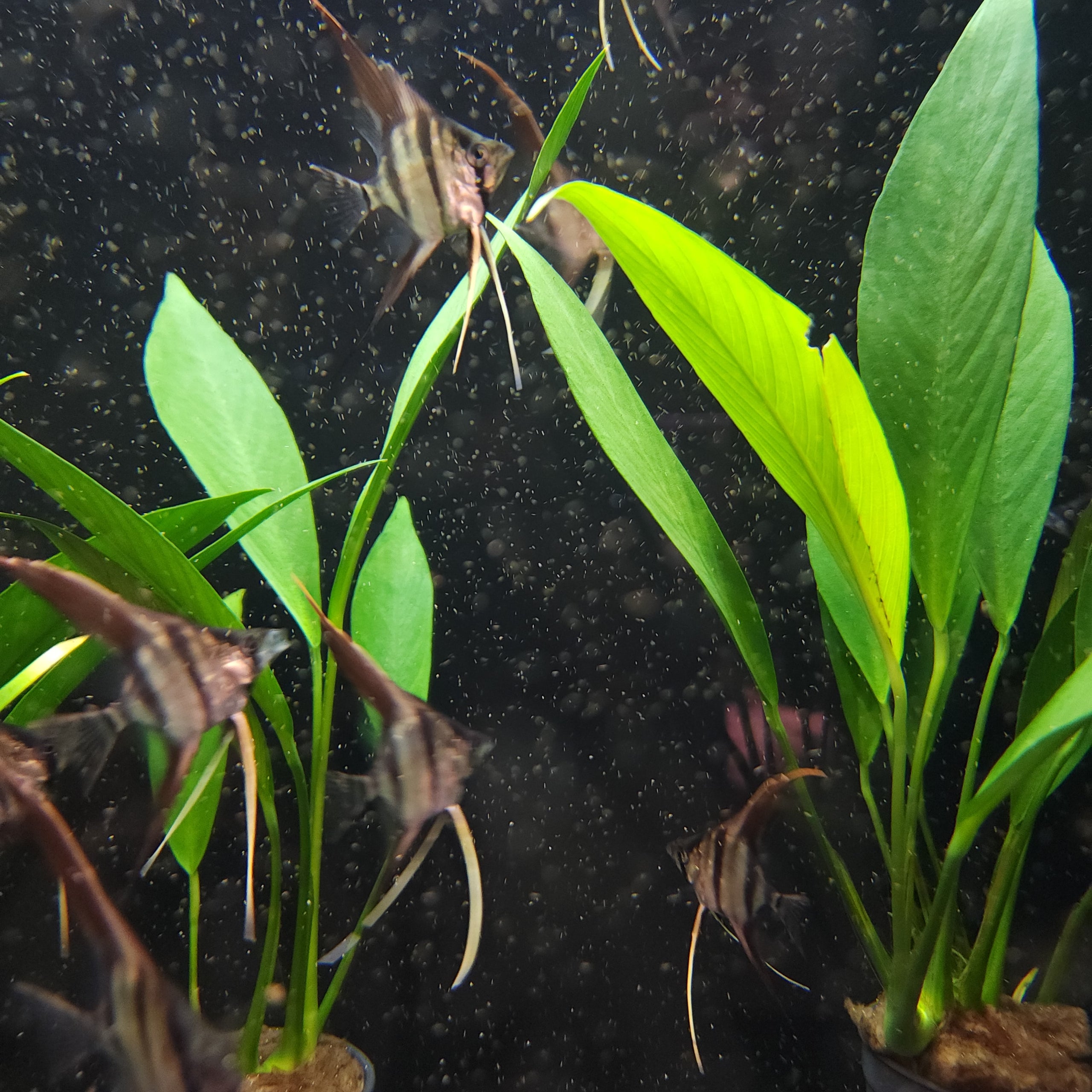 Tank Raised Rio Atabapo F2 Altum Angelfish for sale online ...