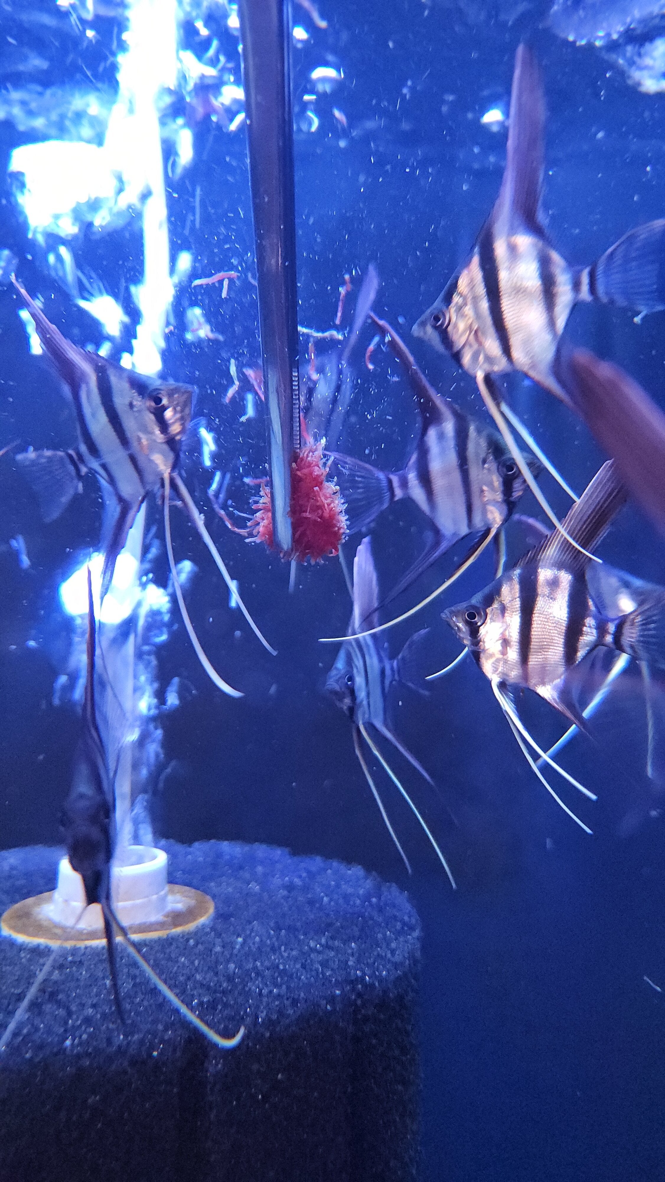 Tank Raised Rio Atabapo F2 Altum Angelfish for sale online ...