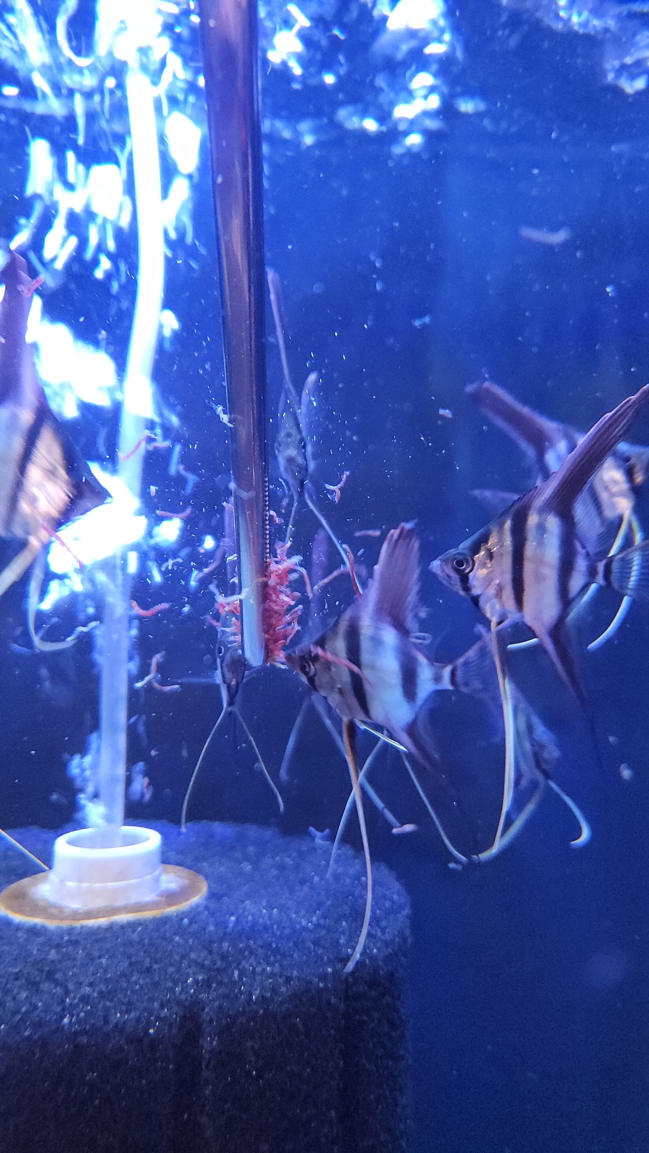 Tank Raised Rio Atabapo F2 Altum Angelfish for sale online ...