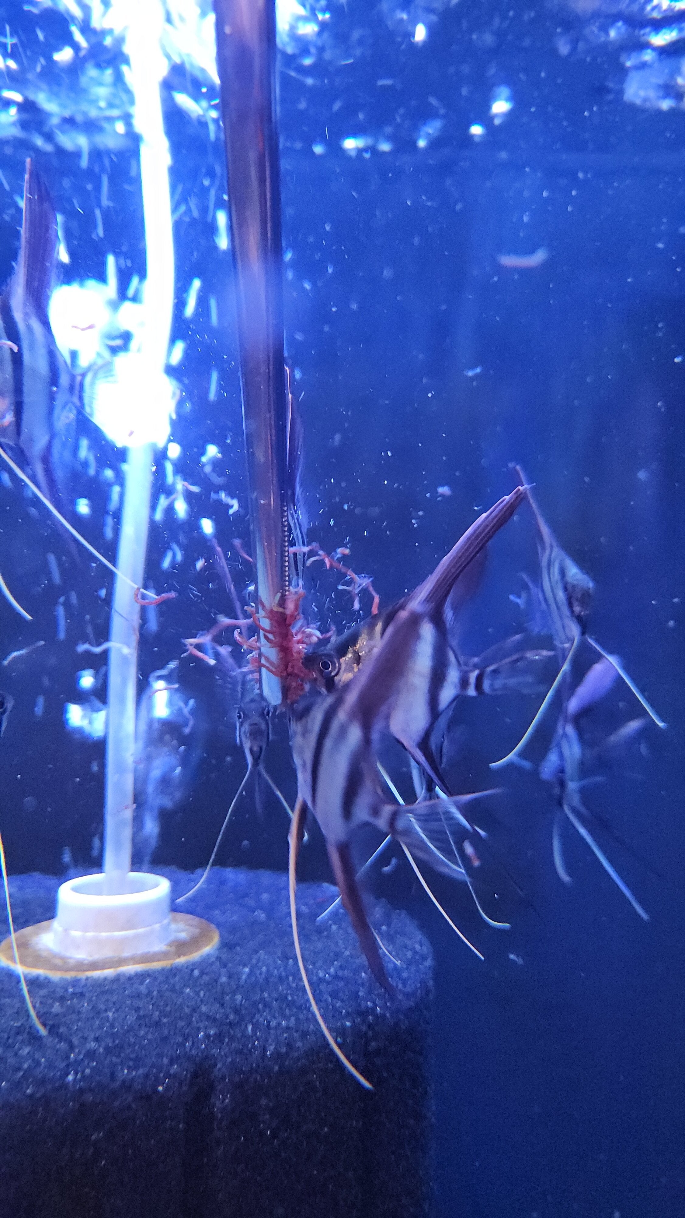 Tank Raised Rio Atabapo F2 Altum Angelfish for sale online ...