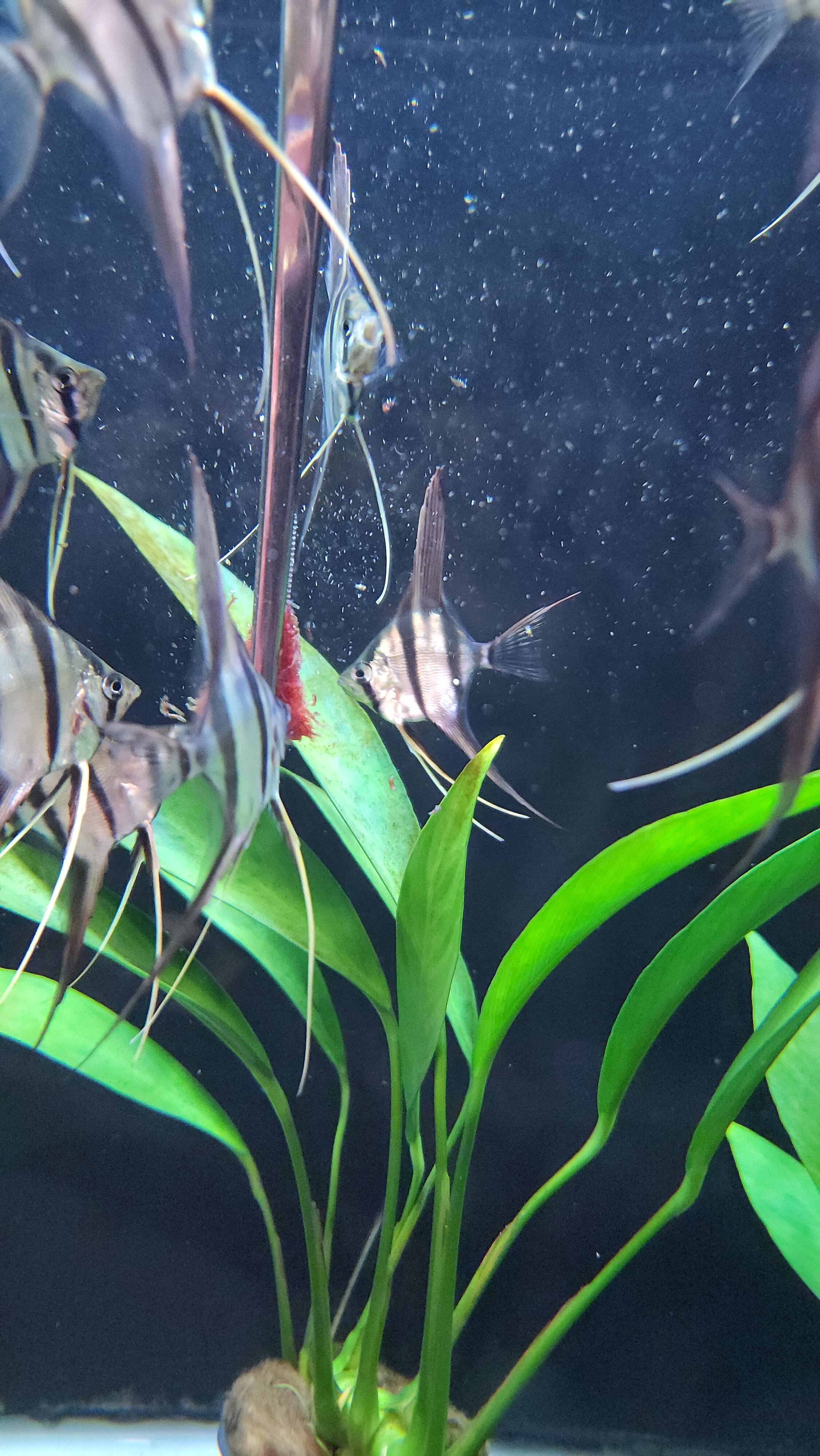 Tank Raised Rio Atabapo F2 Altum Angelfish for sale online ...